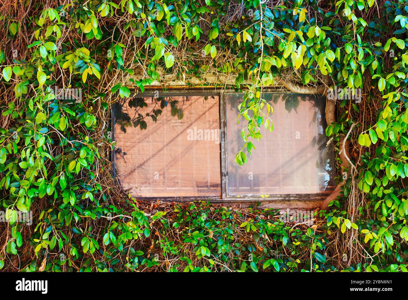 Close view of a weathered window encircled by vibrant leaves and ...