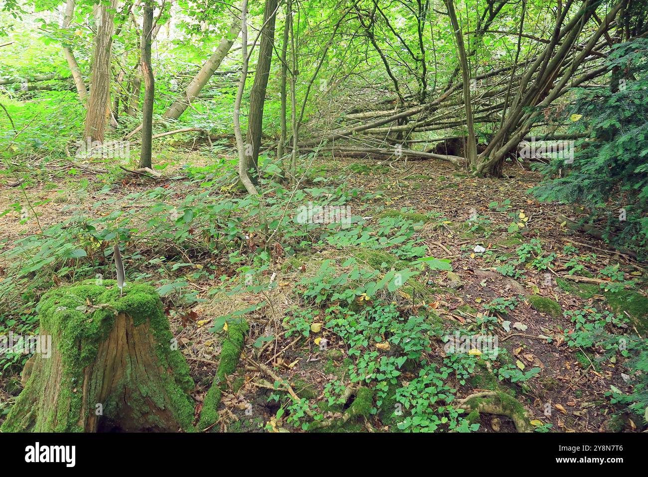 Feather sticking out of a tree stump in Trosley woods Stock Photo - Alamy