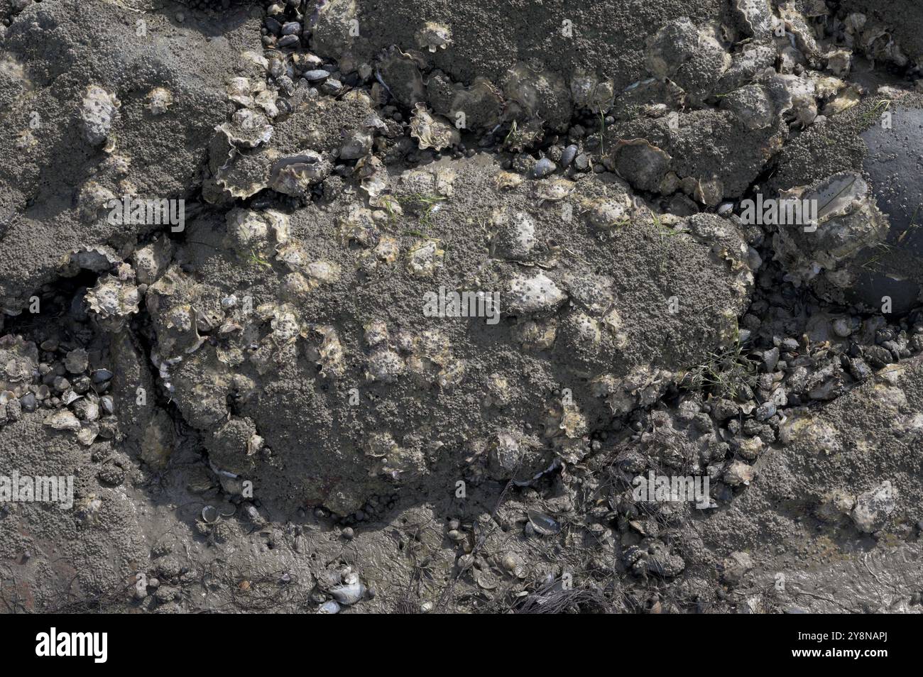 Oyster (Magallana gigas) Shell and Acorn Barnacles (Semibalanus ...