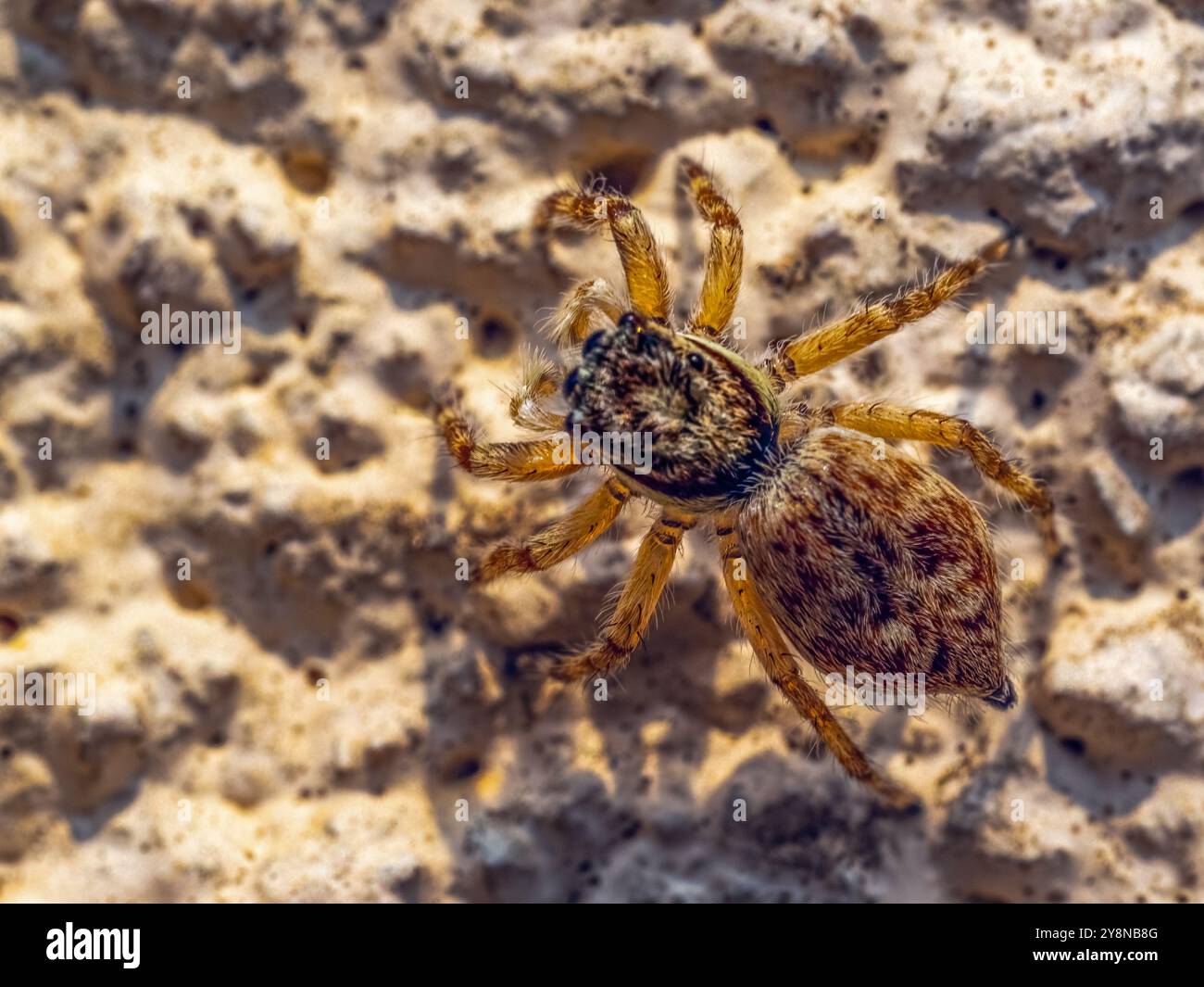 Hairy body hi-res stock photography and images - Alamy