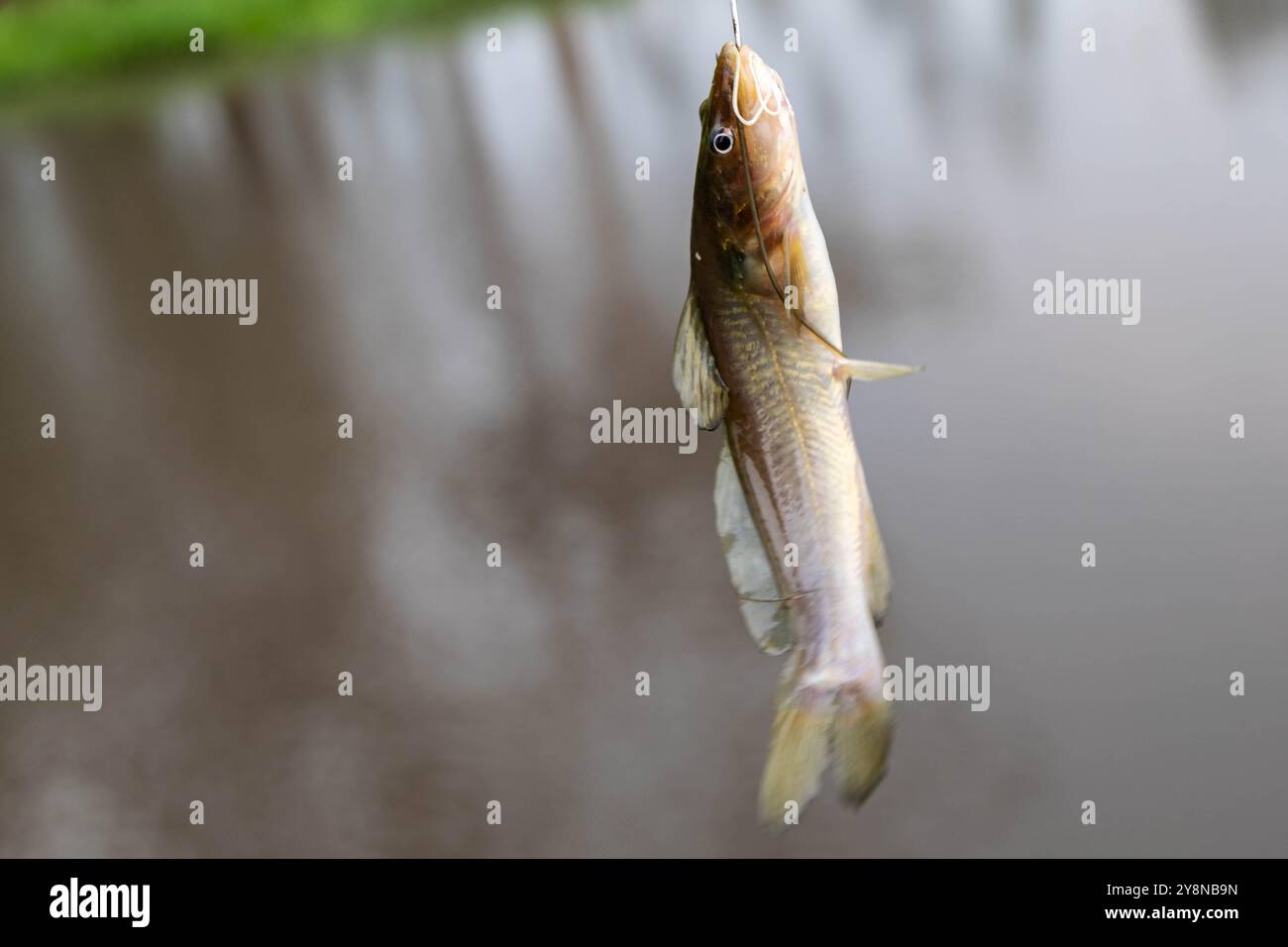Fisherman, small wild catfish caught on hook Stock Photo - Alamy