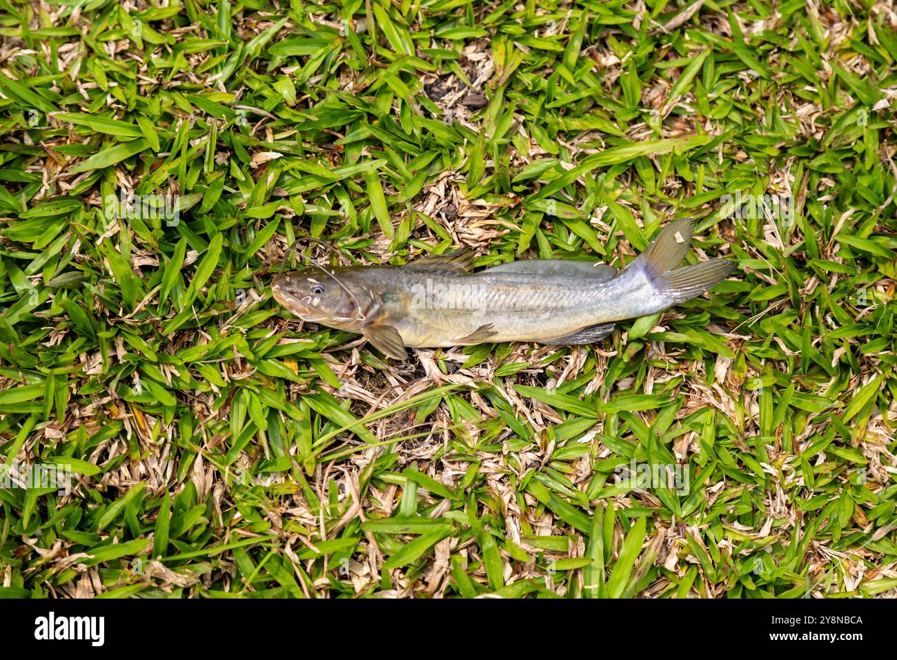 Fisherman, small wild catfish caught on hook Stock Photo - Alamy