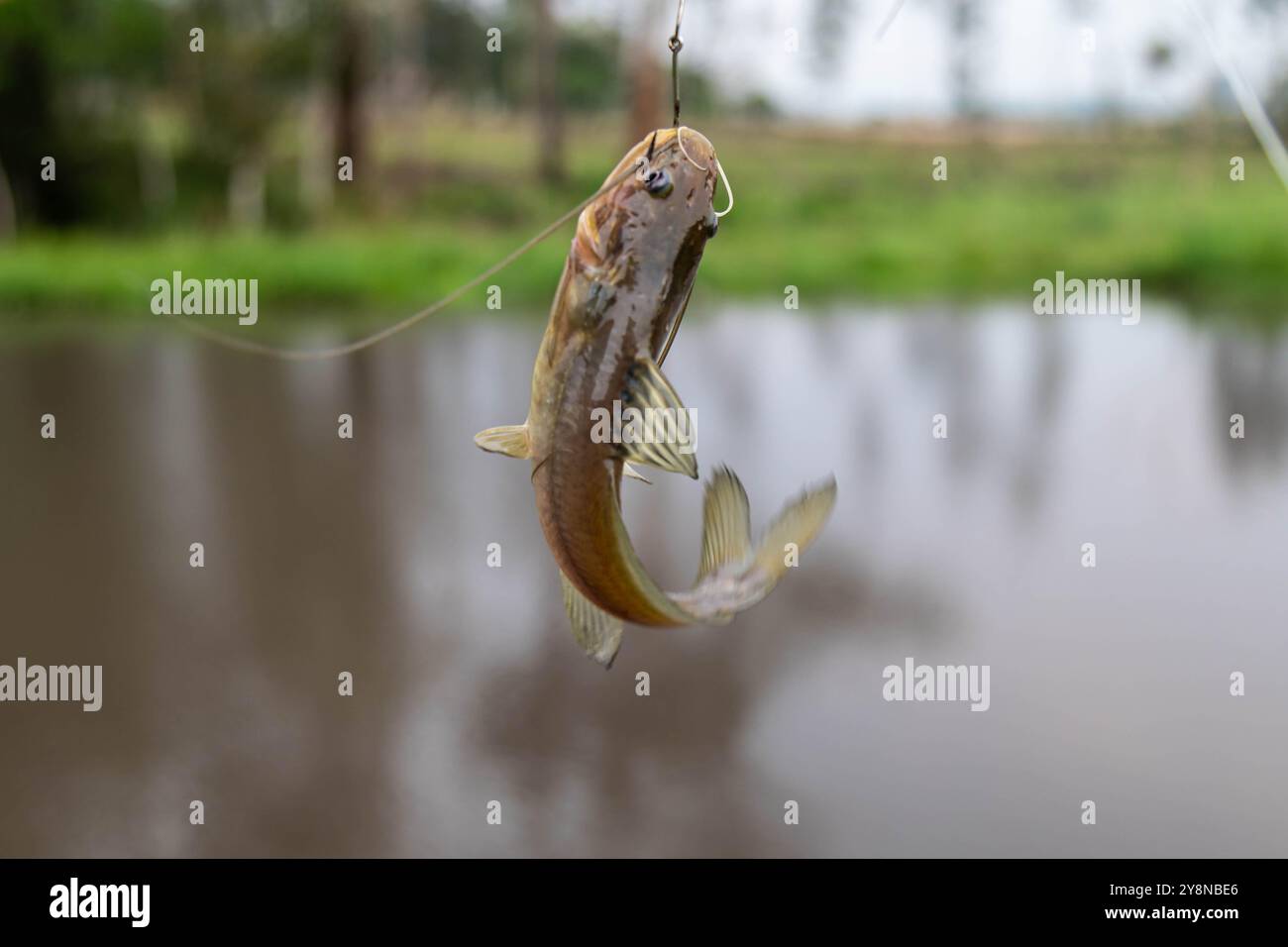 Fisherman, small wild catfish caught on hook Stock Photo - Alamy