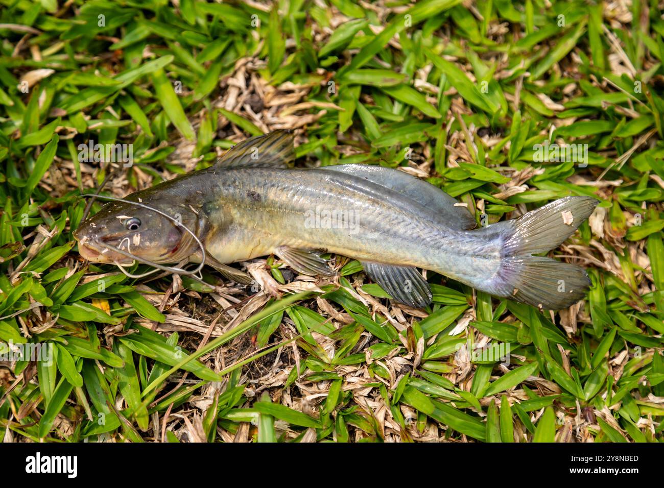 Catfish caught on fishing hi-res stock photography and images - Alamy