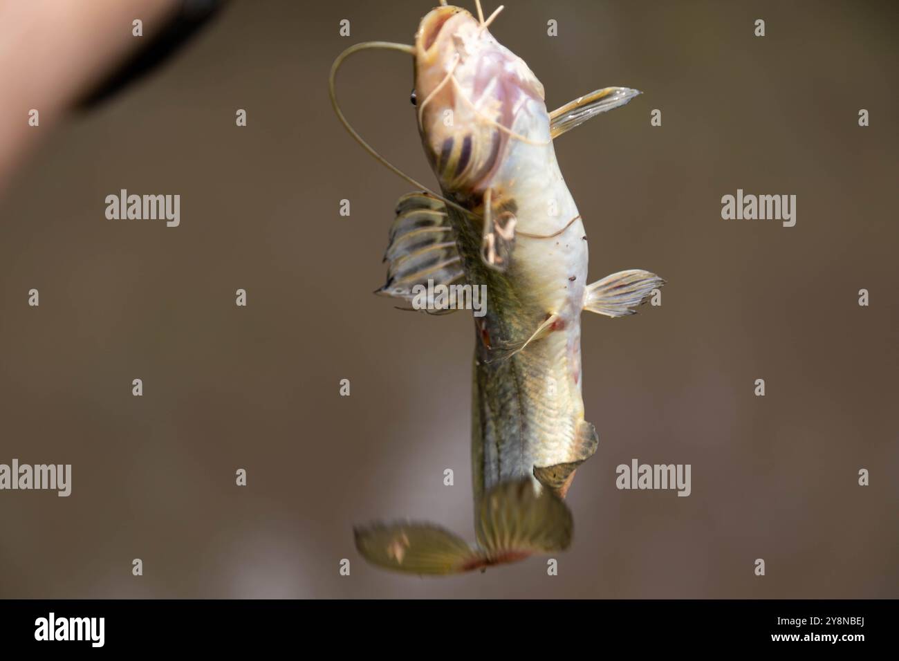 Fisherman, small wild catfish caught on hook Stock Photo - Alamy