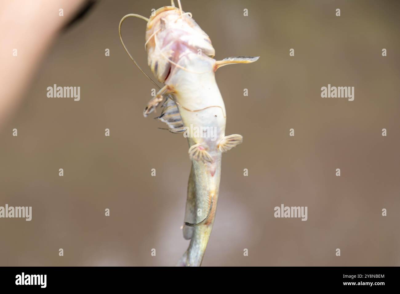 Fisherman, small wild catfish caught on hook Stock Photo - Alamy