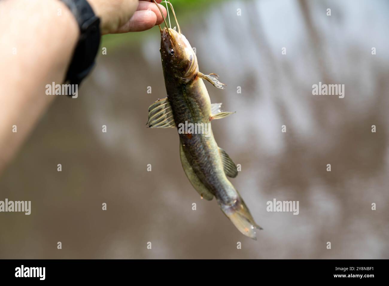 Fisherman, small wild catfish caught on hook Stock Photo - Alamy