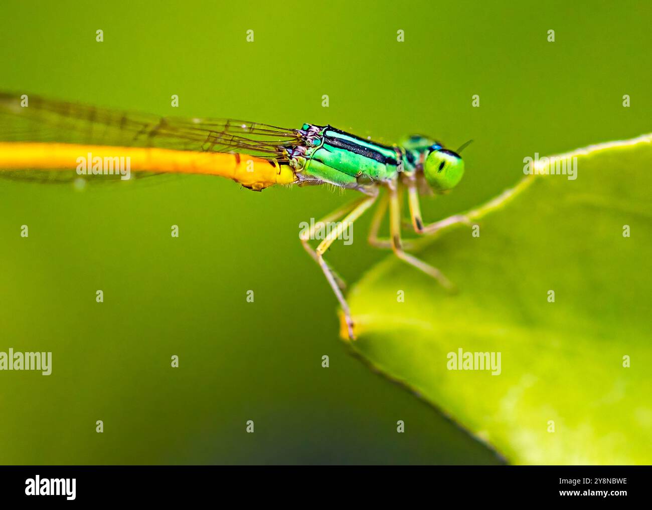 Azure damsel hi-res stock photography and images - Alamy