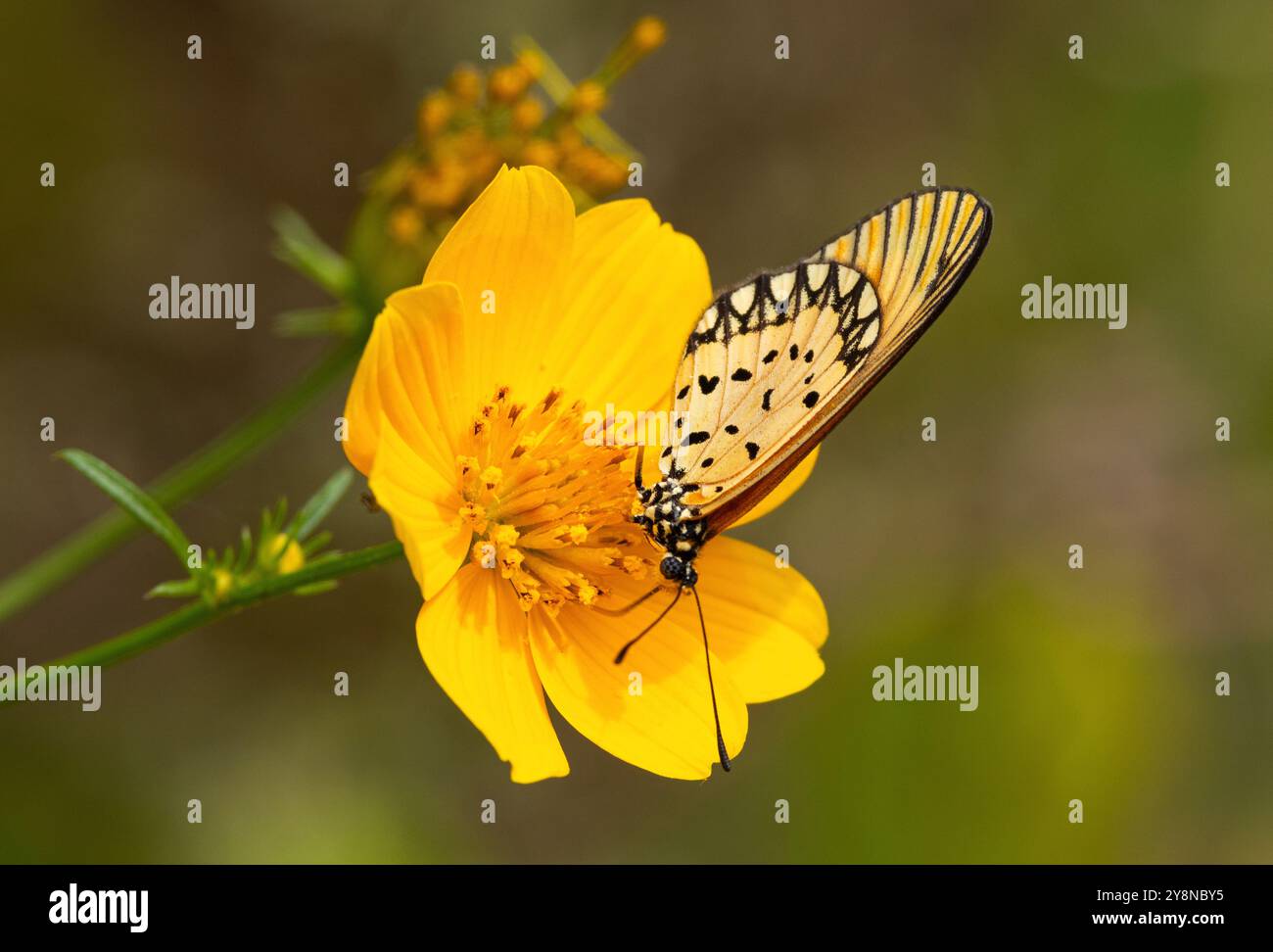 The Encedon Acraea is a common widespread butterfly in East Africa. The ...