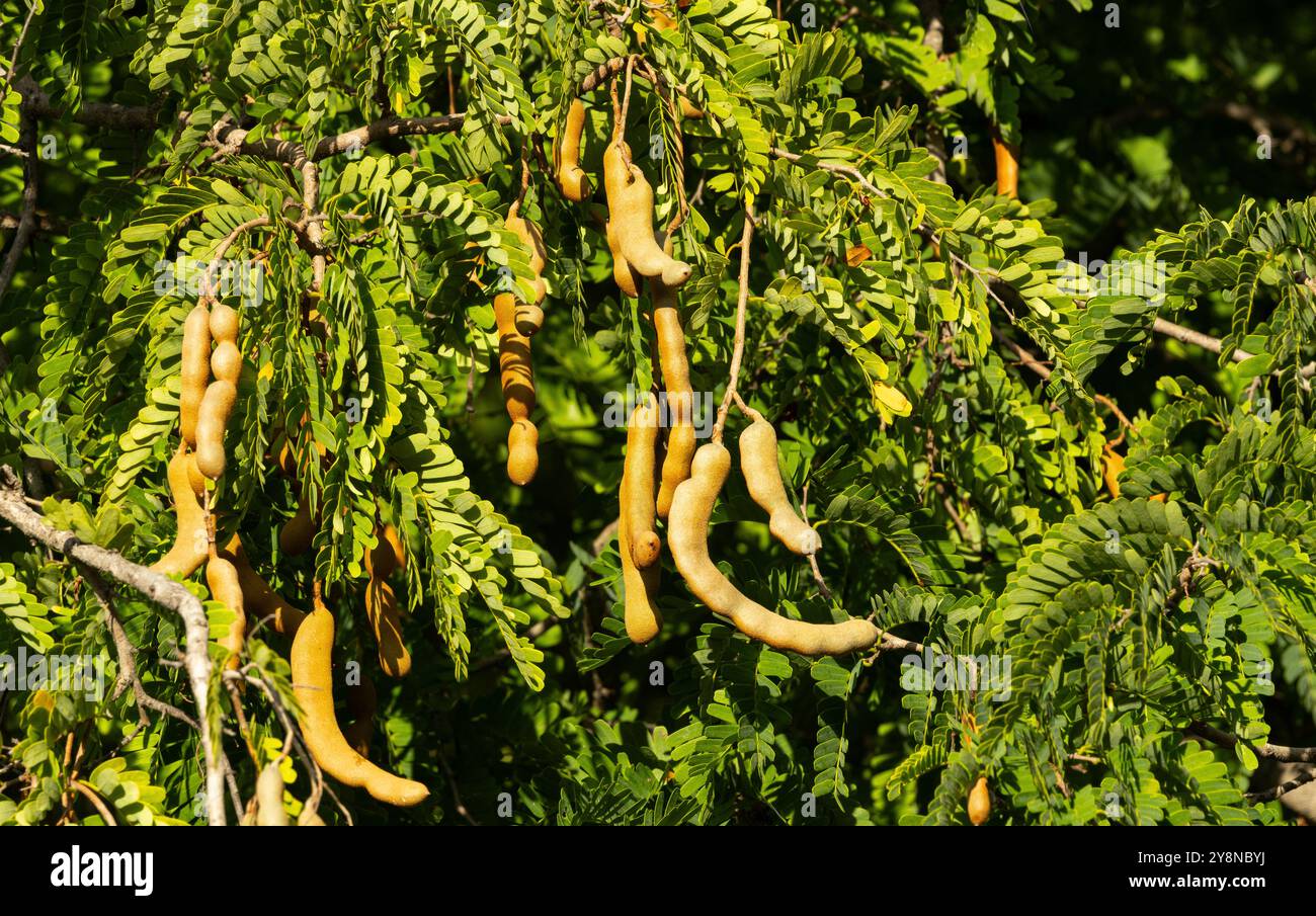 The fruit of the Tamarind Tree are nutritious and much sought out by ...