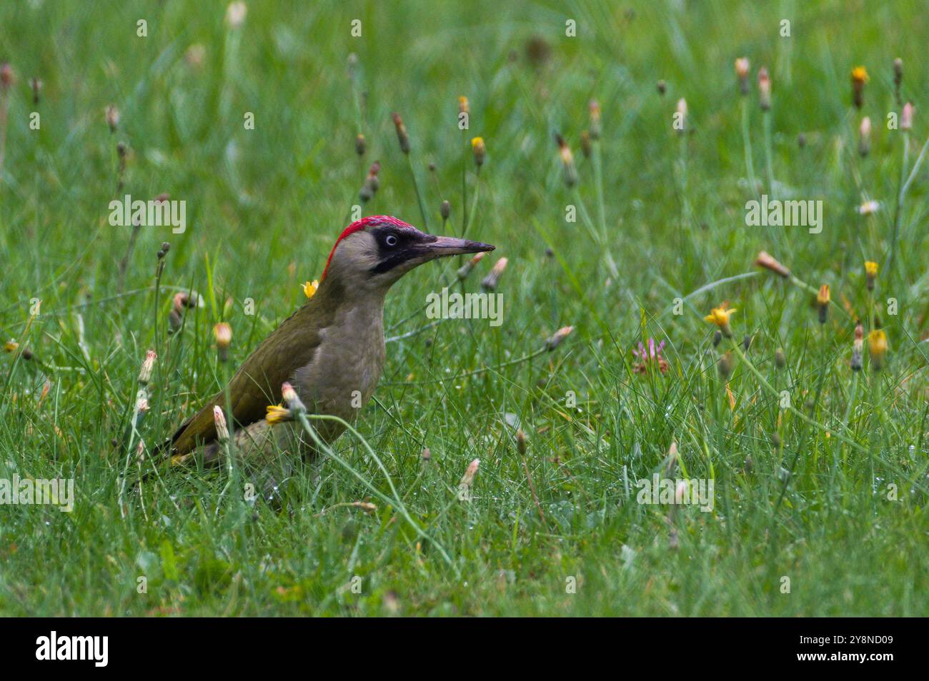 Bird Picus viridis aka European green woodpecker in the grass in autumn ...