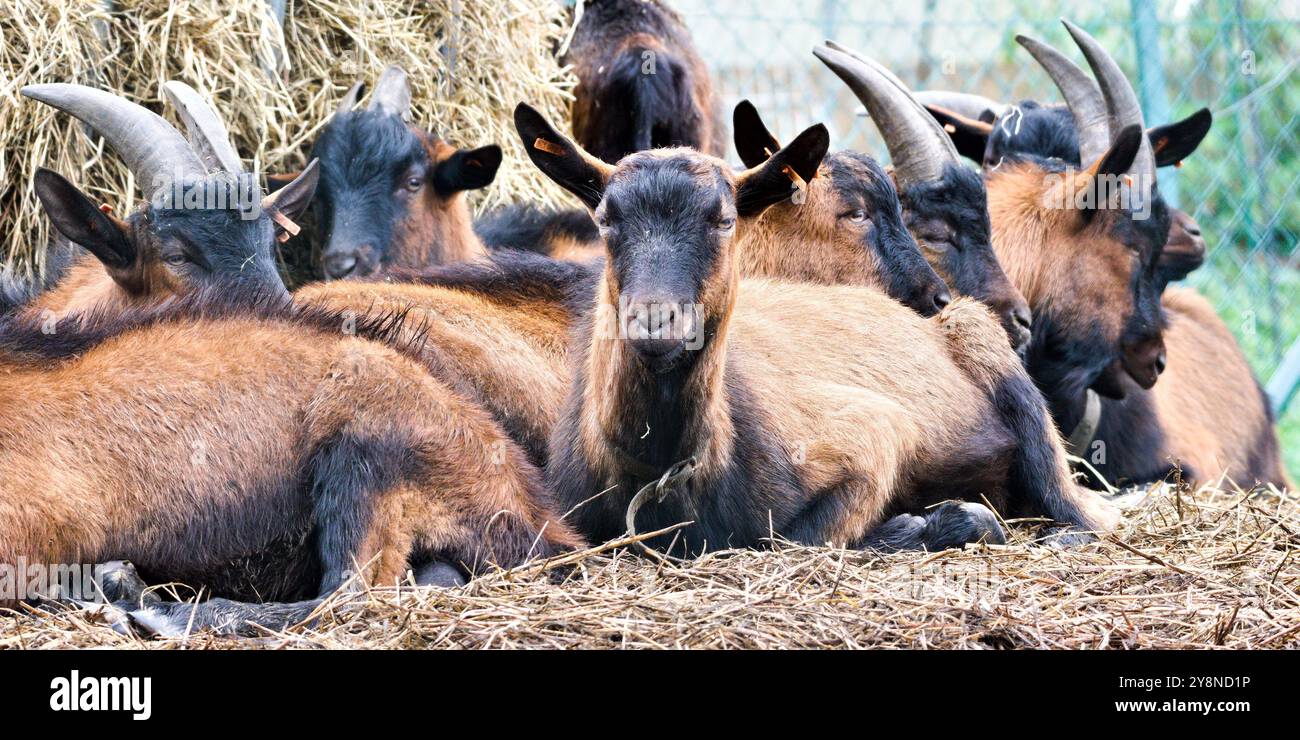 Funny animal photo. Many goats together. Small farm in Czech republic ...