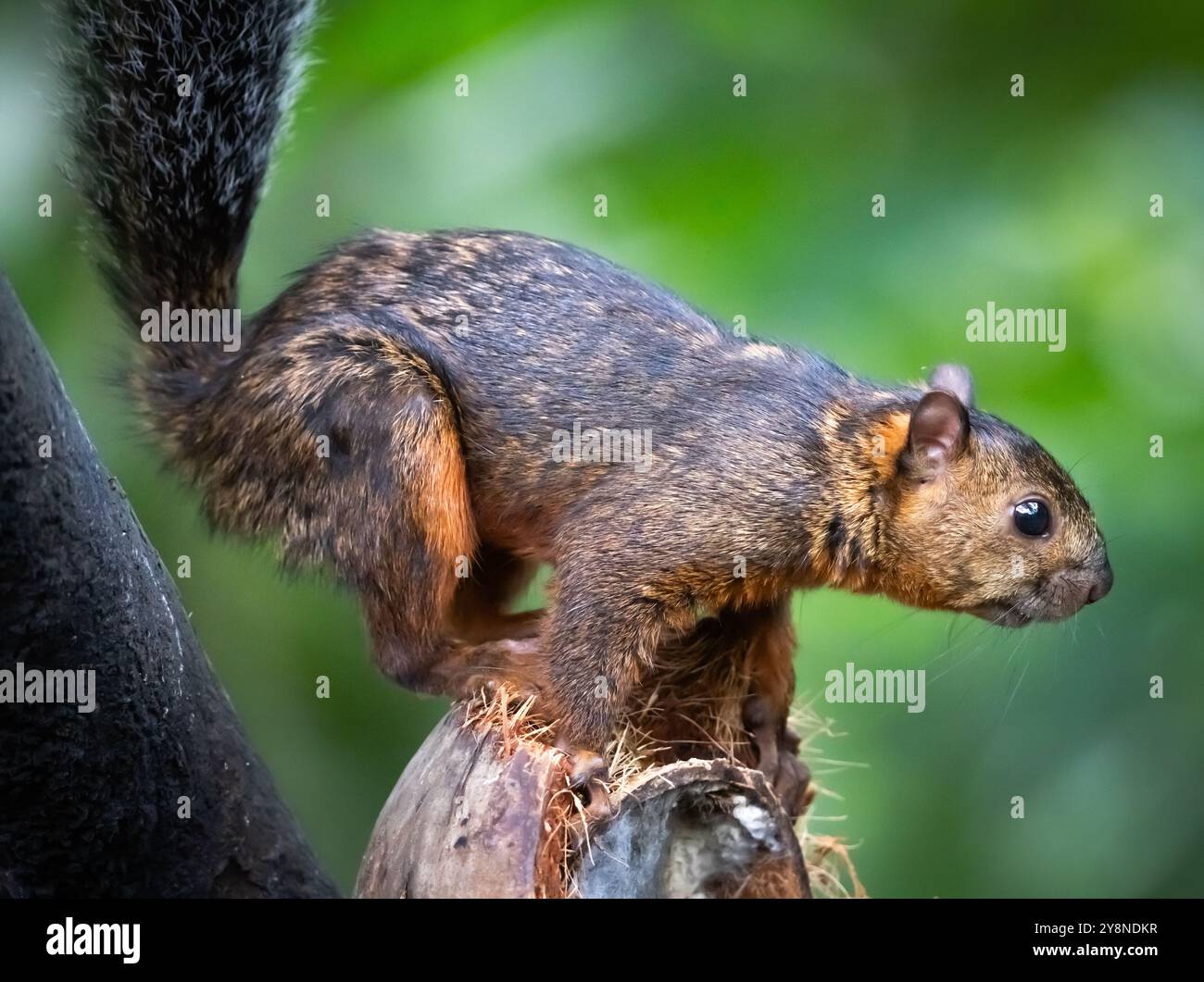 Variegated Squirrel (Sciurus variegatoides) of Costa Rica Stock Photo ...