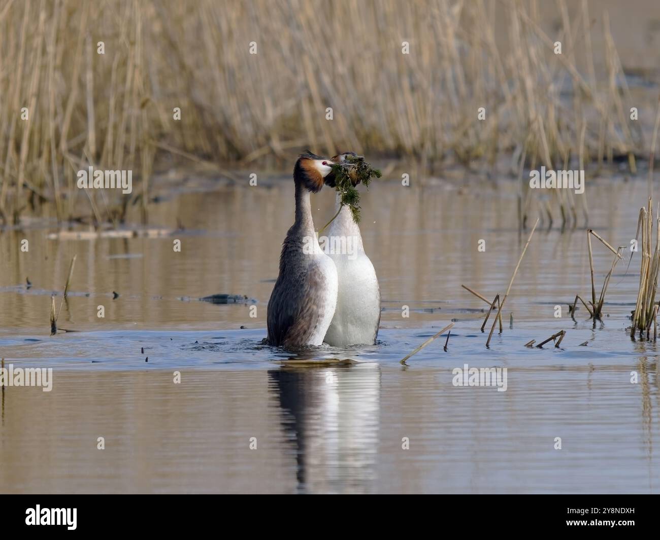 Great Crested Grebes (Podiceps cristatus) displaying and weed dancing ...