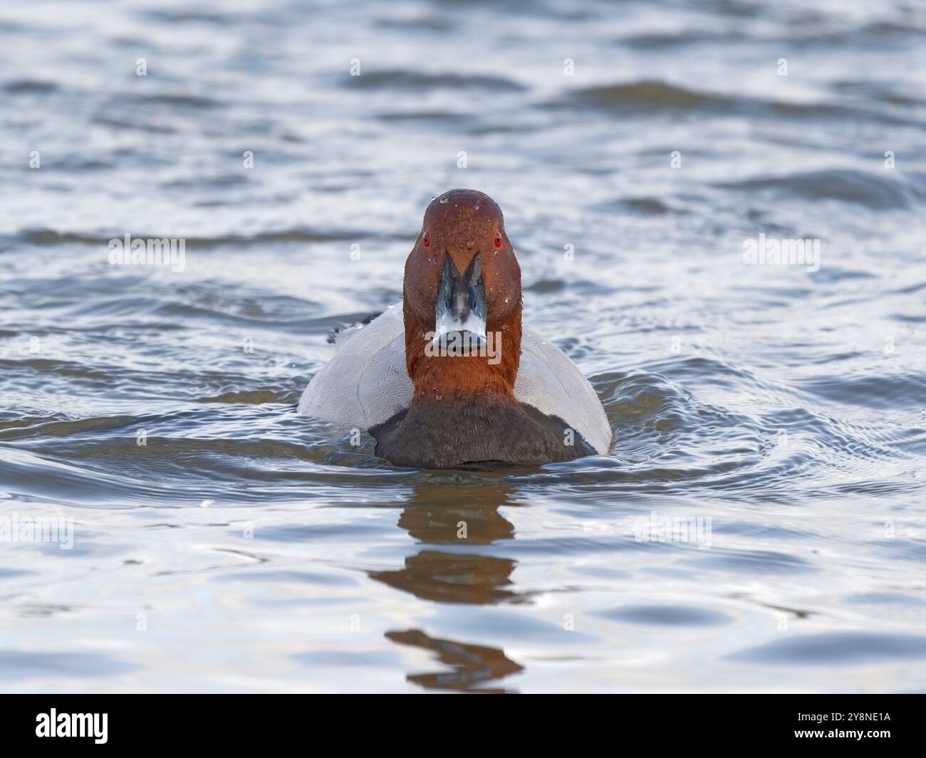 Common Pochard drake (Aythya ferina) at WWT Slimbridge Stock Photo - Alamy