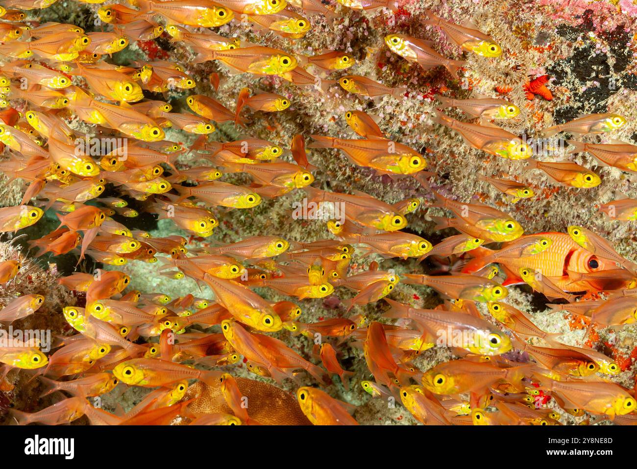 Indian glassfish hi-res stock photography and images - Alamy