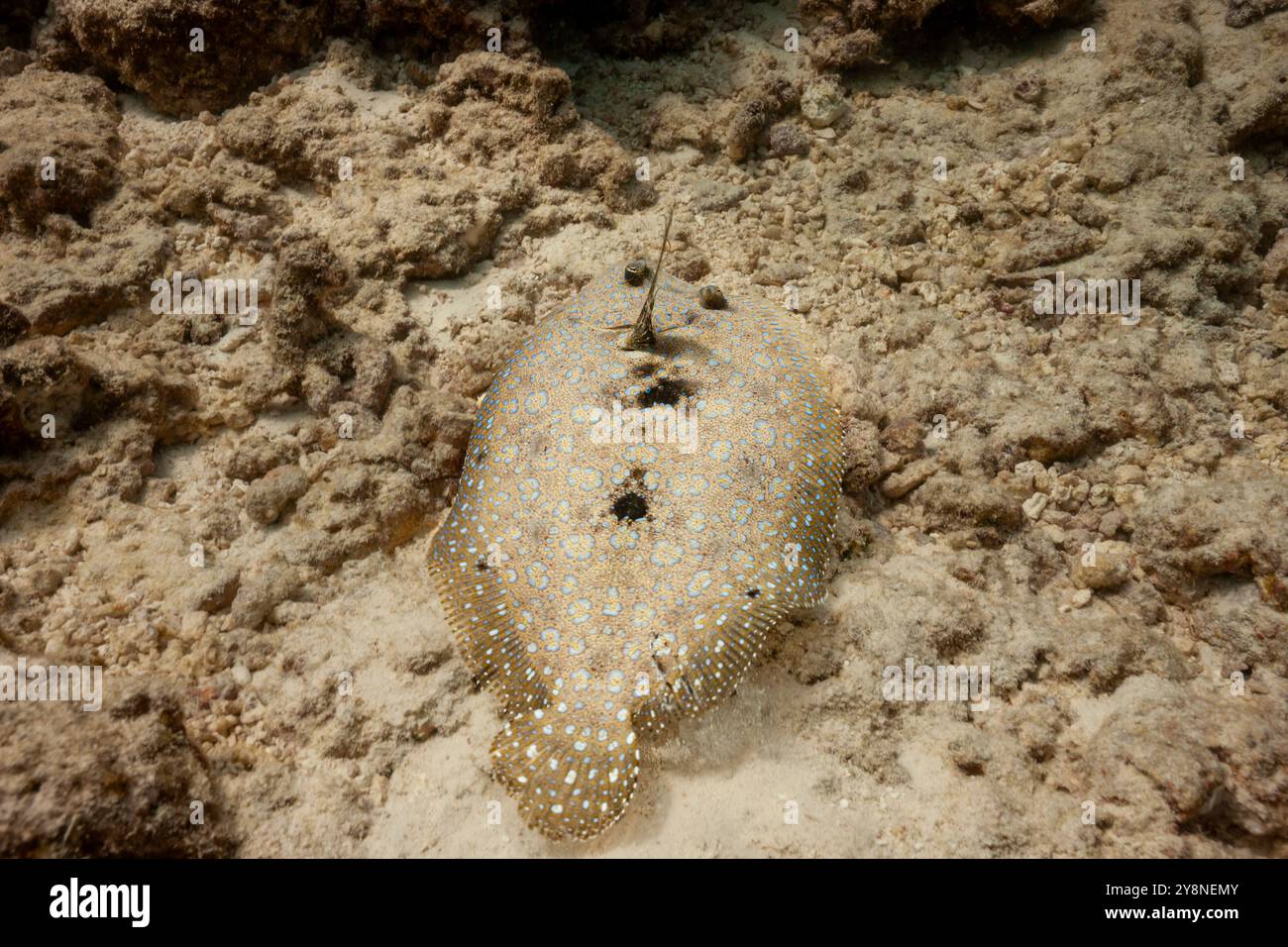 Peacock flounder bothus mancus hi-res stock photography and images - Alamy