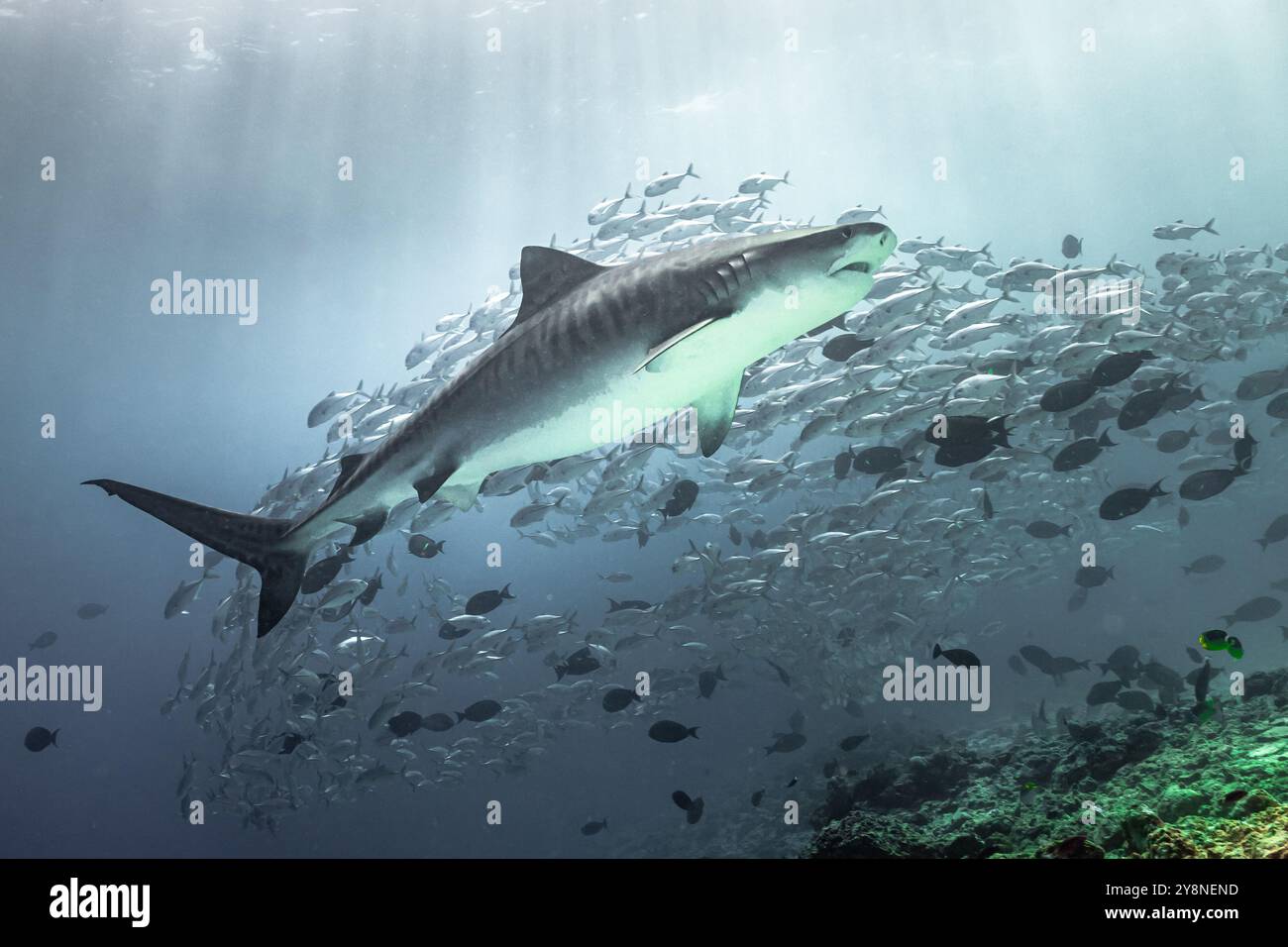Maldives, Tiger Shark (Galeocerdo cuvier) at Fuvahmulah Stock Photo - Alamy