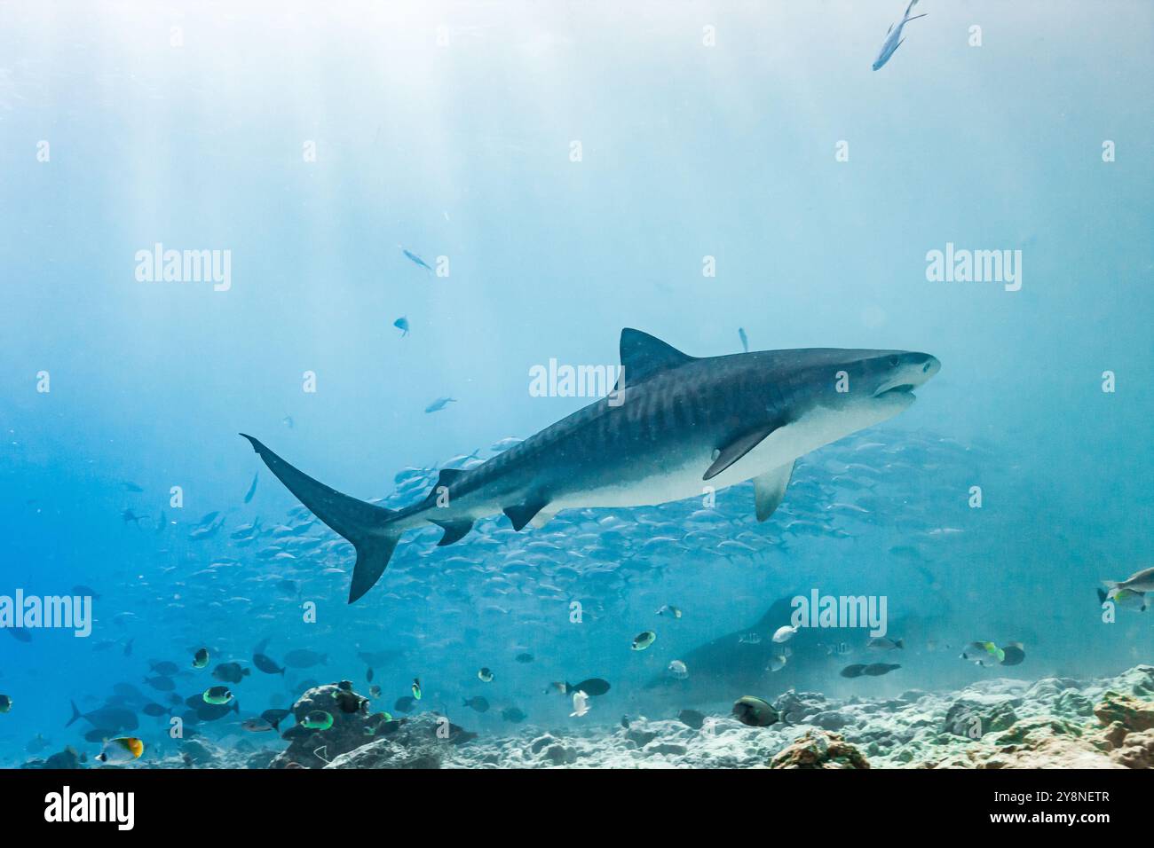 Maldives, Tiger Shark (Galeocerdo cuvier) at Fuvahmulah Stock Photo - Alamy