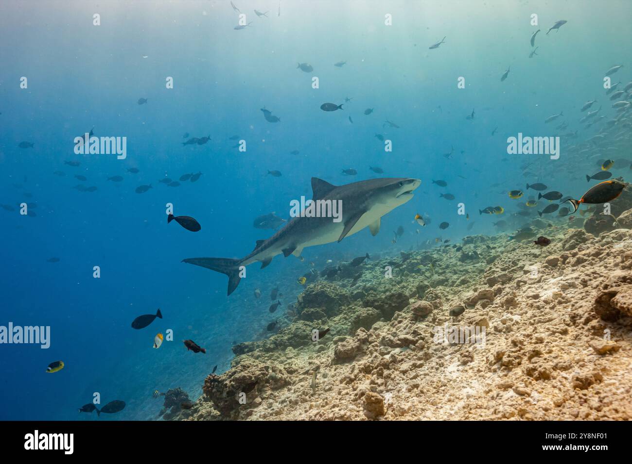 Maldives, Tiger Shark (Galeocerdo cuvier) at Fuvahmulah Stock Photo - Alamy