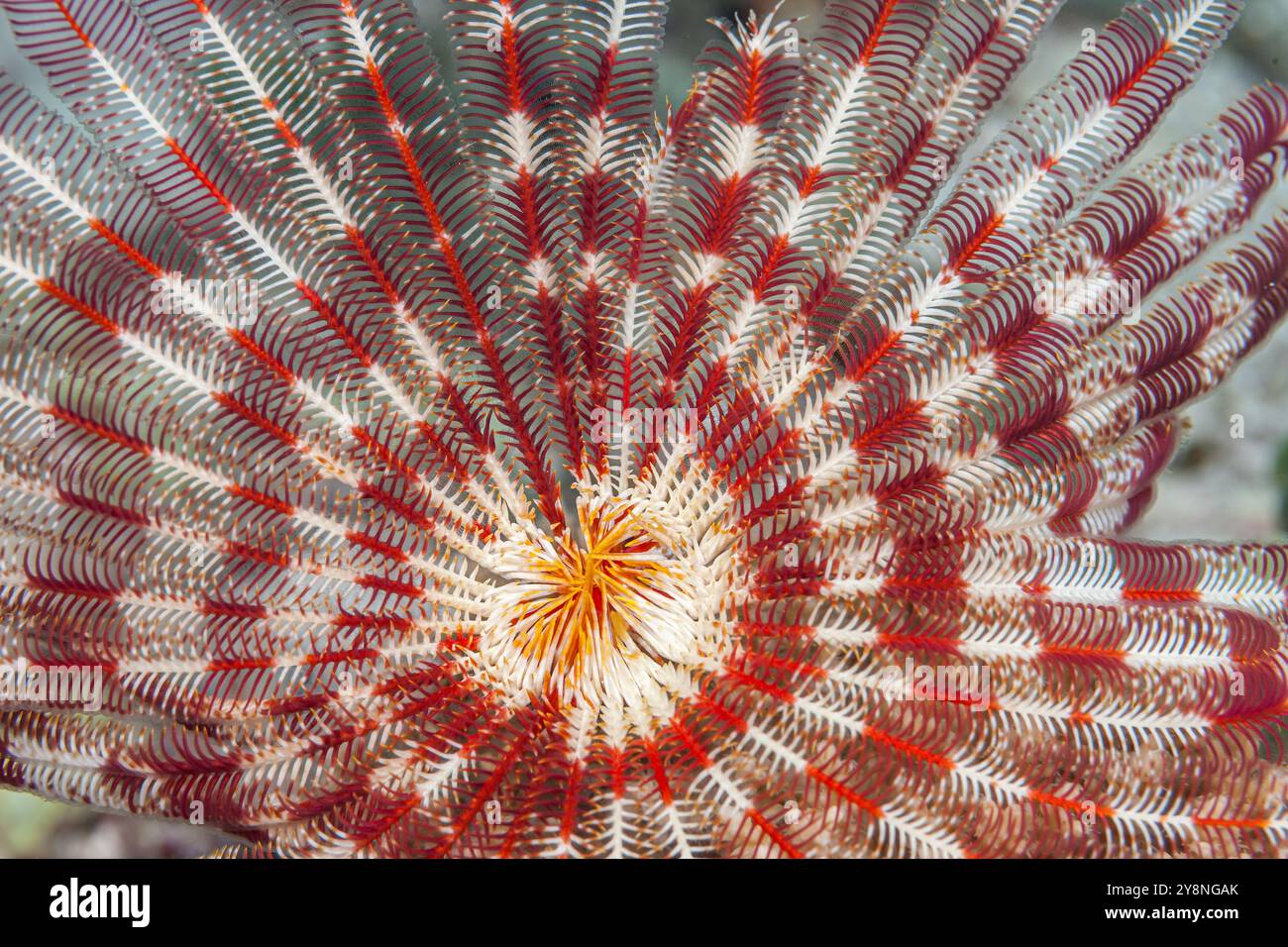 Maldives, Crinoid (Crinoidea Stock Photo - Alamy