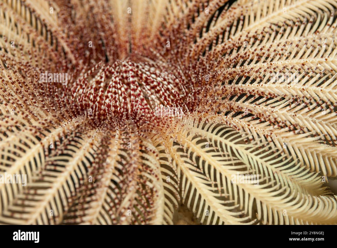 Maldives, Crinoid (Crinoidea Stock Photo - Alamy