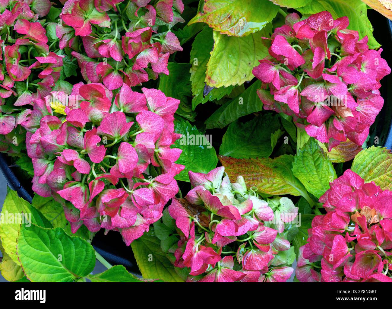 colorful autumn colouring of a native white flourishing bigleaf ...
