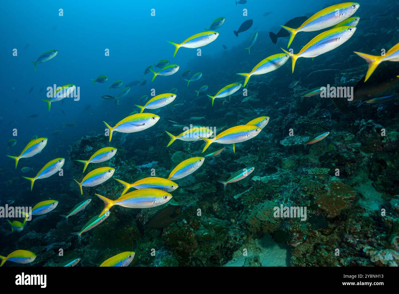 Maldives, Yellowback Fusilier (Caesio xanthonota Stock Photo - Alamy