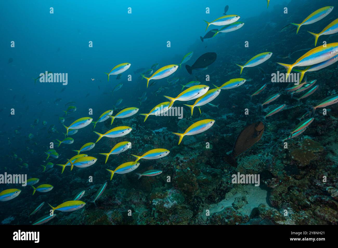 Maldives, Yellowback Fusilier (Caesio xanthonota Stock Photo - Alamy