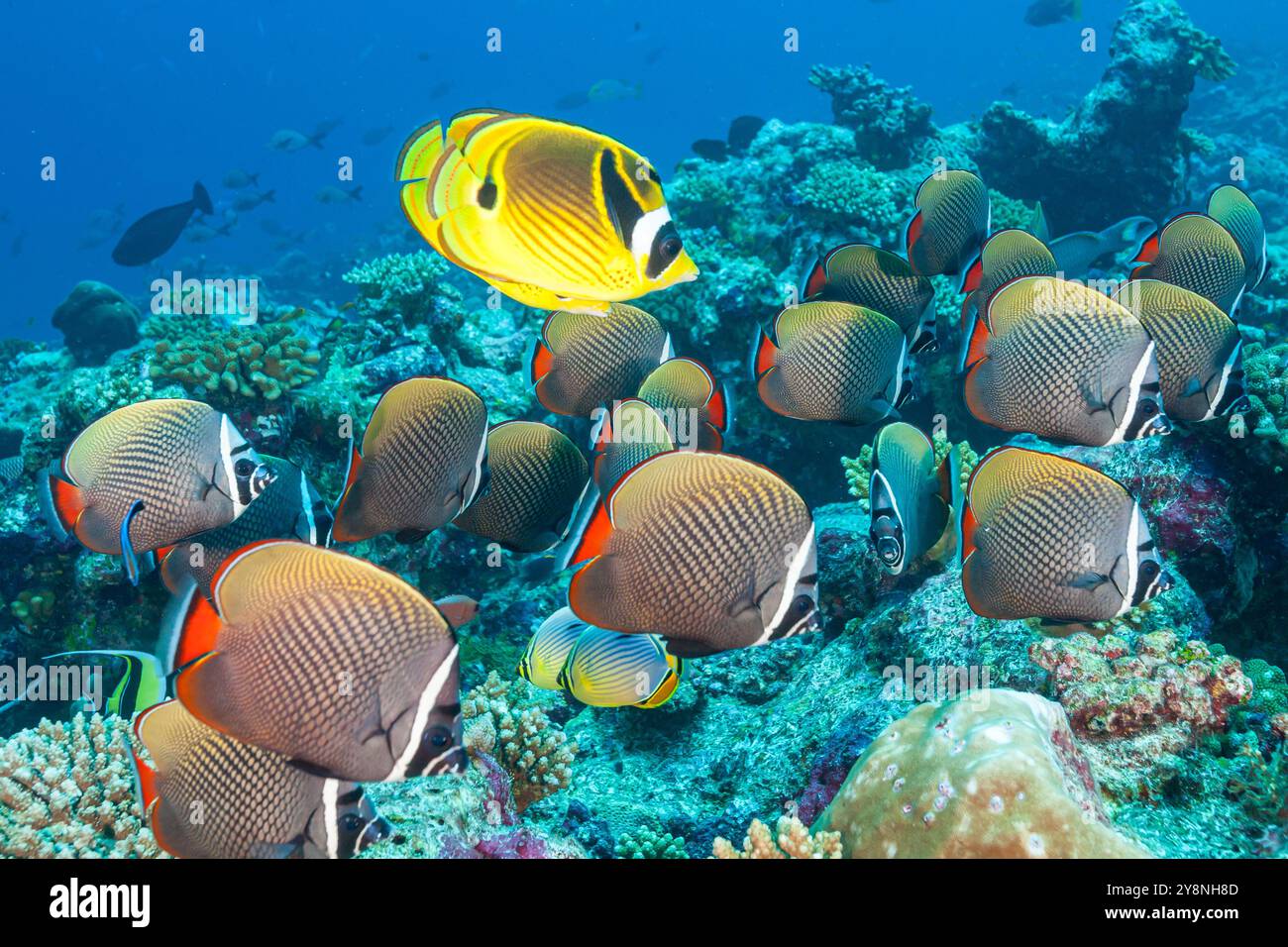 Maldives, Indian Butterflyfish, Headband Butterflyfish (Chaetodon ...