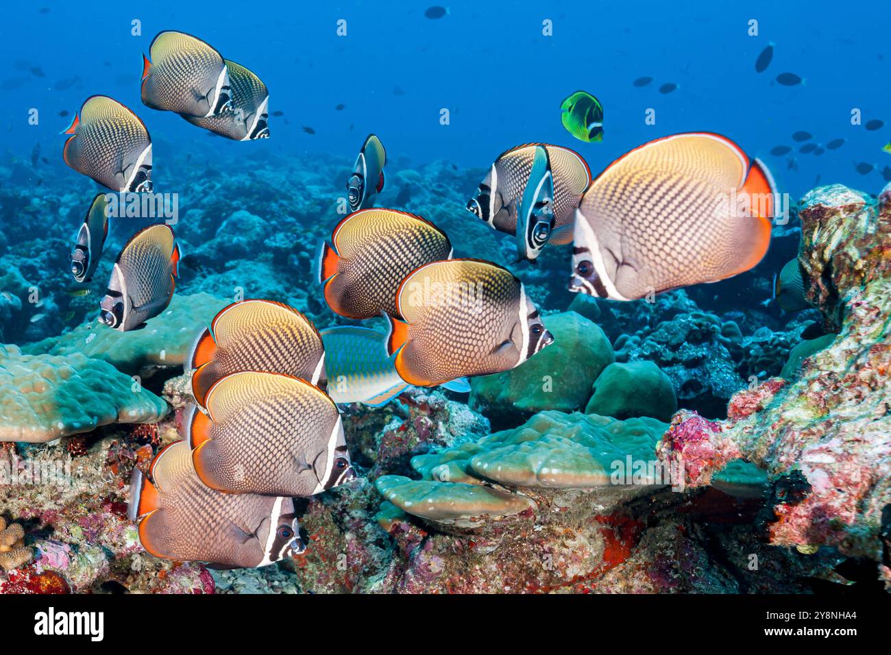 Maldives, Indian Butterflyfish, Headband Butterflyfish (Chaetodon ...