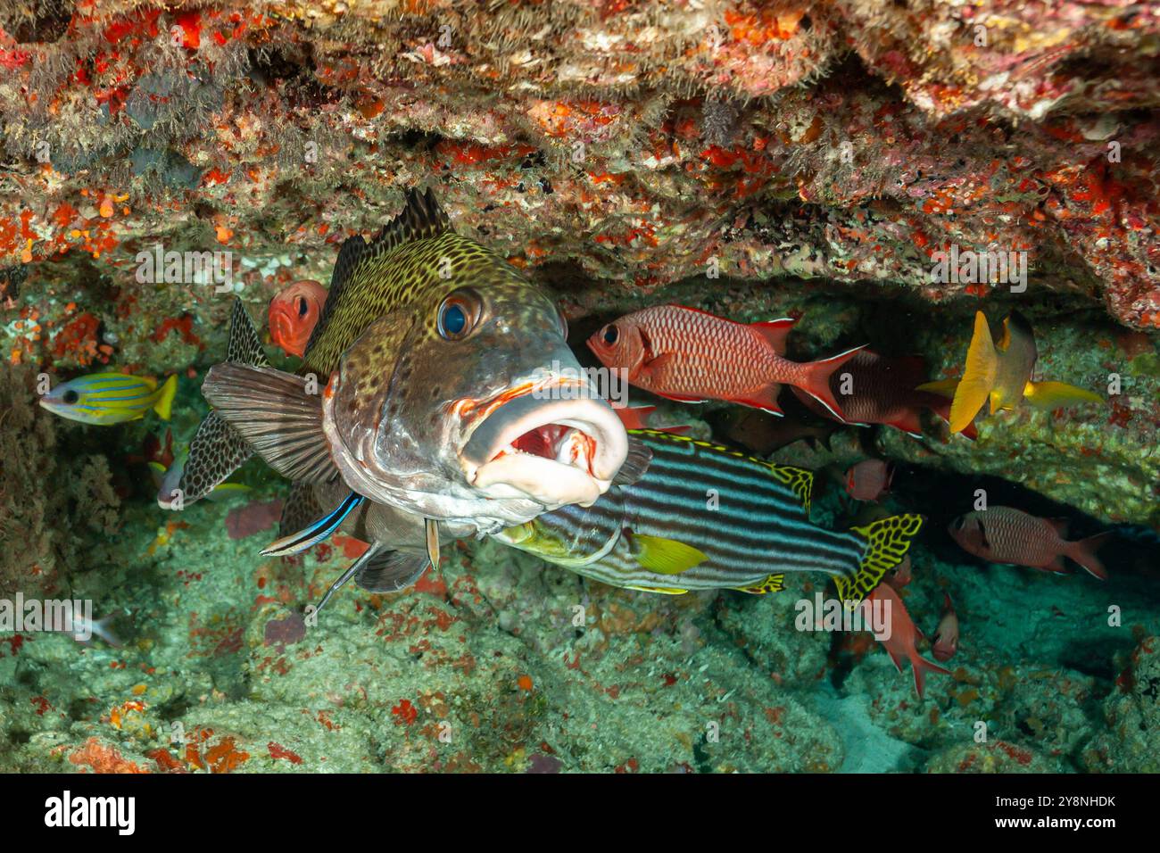 Maldives, Harlequin Sweetlips (Plectorhinchus chaetodonoides Stock ...