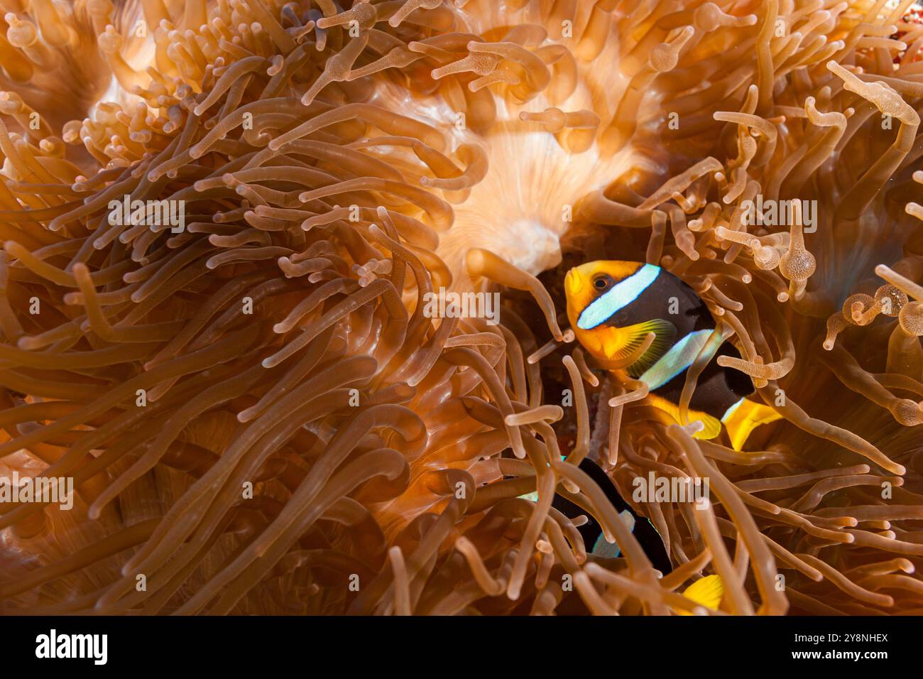 Maldives, Yellowtail Clownfish, Clark's Anemonfish (Amphiprion clarkii ...