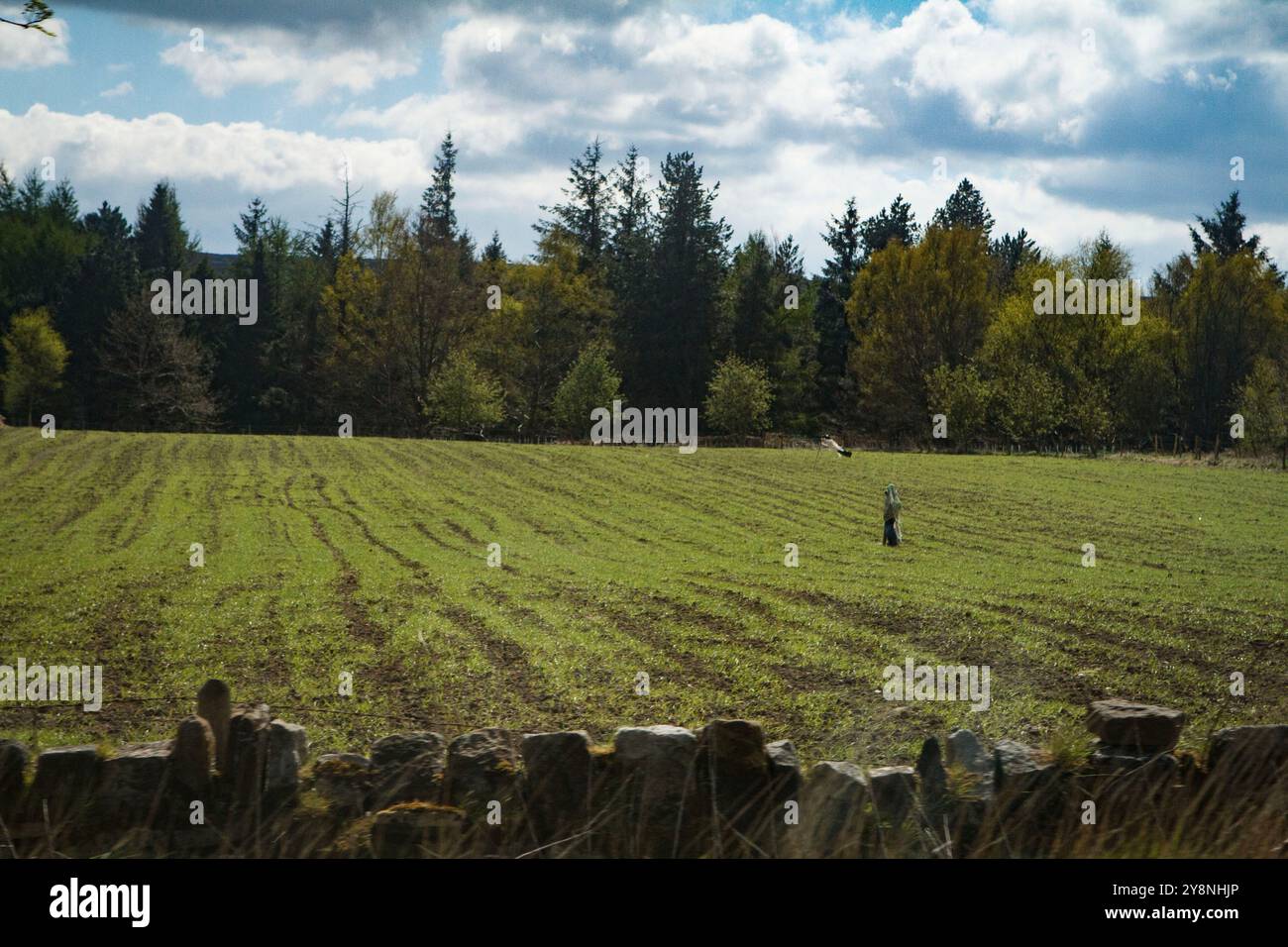 With an unsettling gaze and a tattered silhouette, it captures the ...