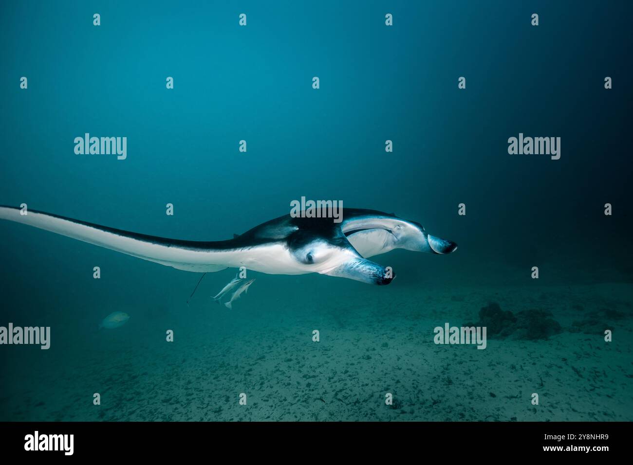 Maldives, Reef Manta Ray (Mobula alfredi Stock Photo - Alamy