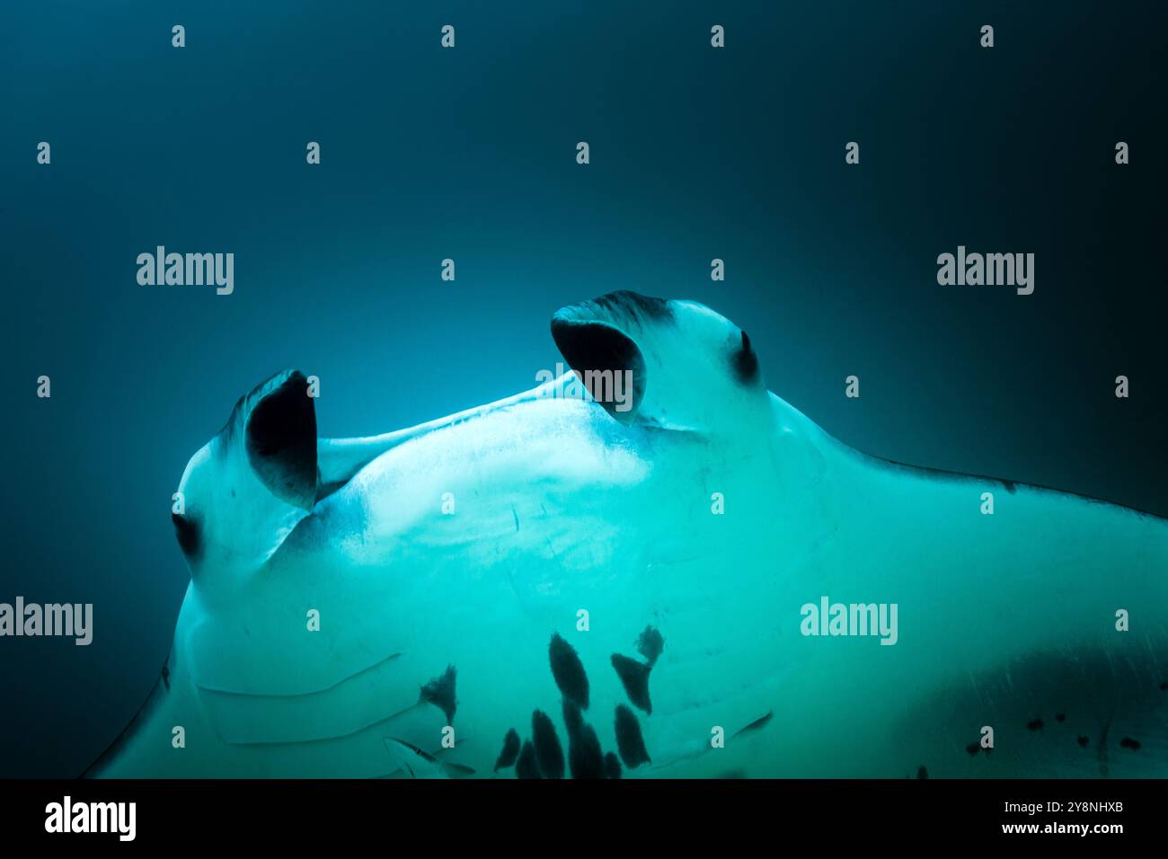 Maldives, Reef Manta Ray (Mobula alfredi Stock Photo - Alamy