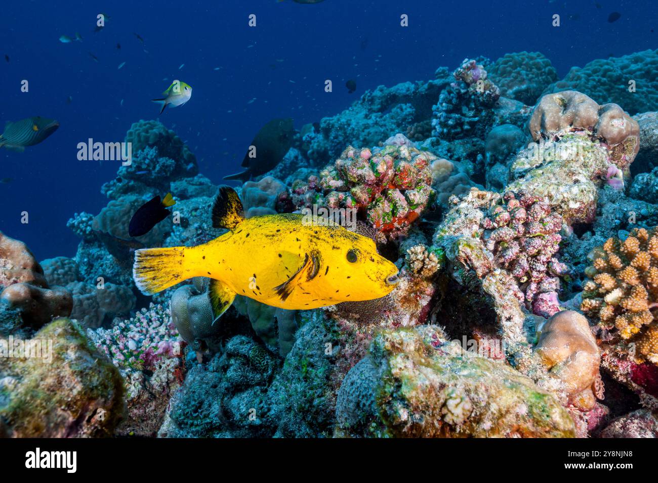 Maldives, Guineafowl Puffer (Arothron meleagris) yellow form Stock ...