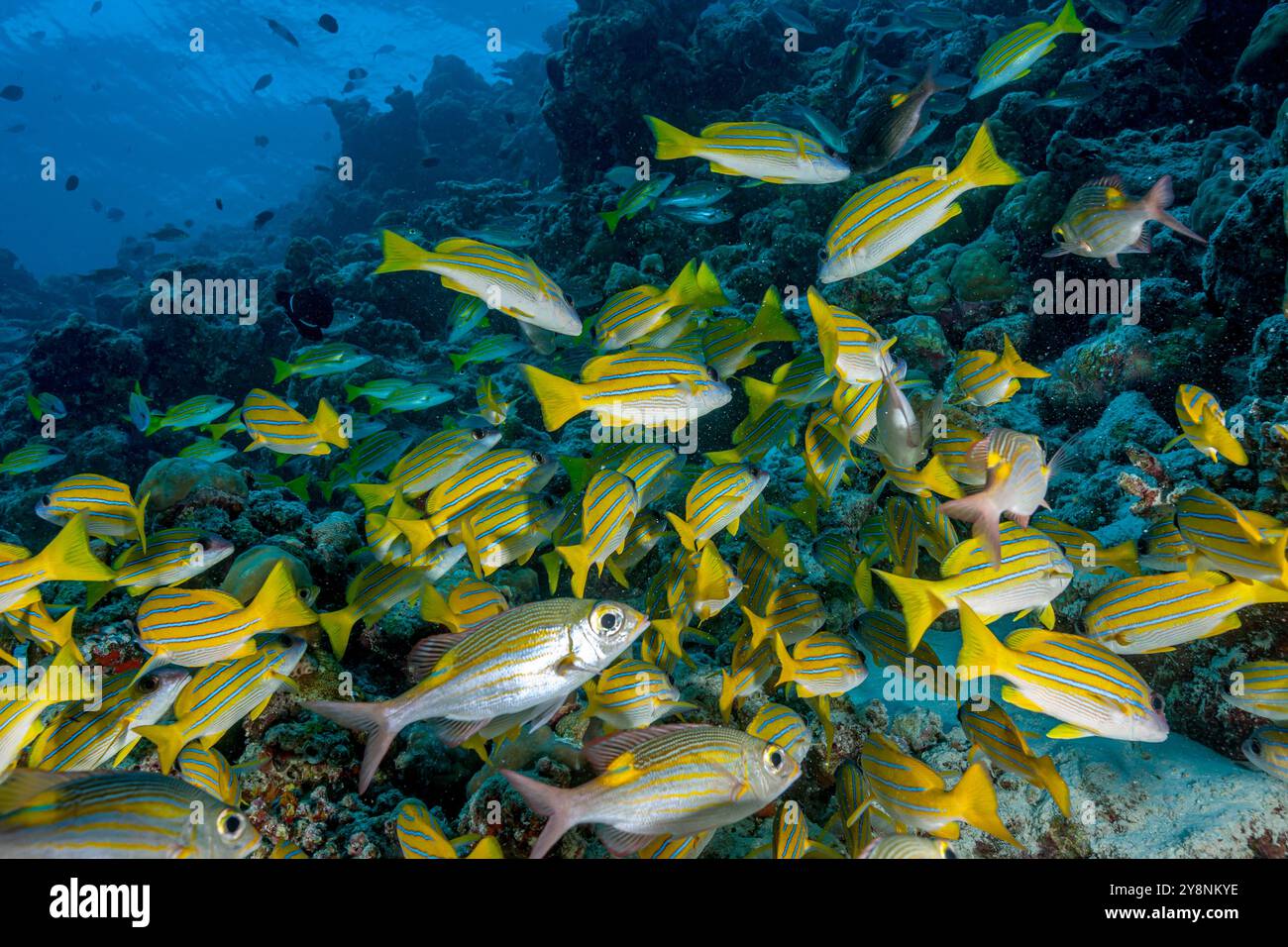 Maldives, Bigeye Yellow Snapper (Lutjanus lutjanus) and Bluestriped ...