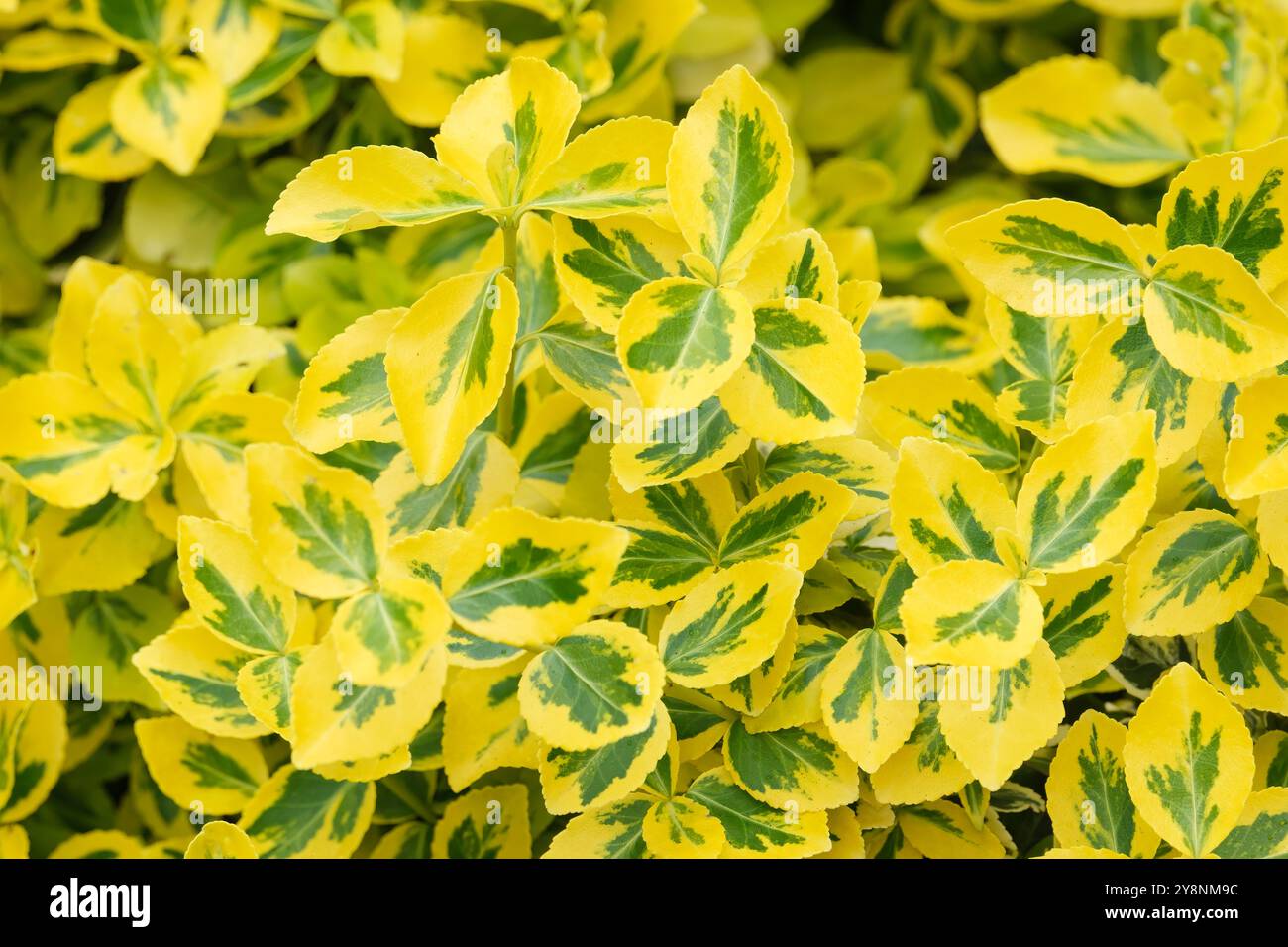 Euonymus fortunei Emerald 'n' Gold, spindle Emerald 'n' Gold, winter ...