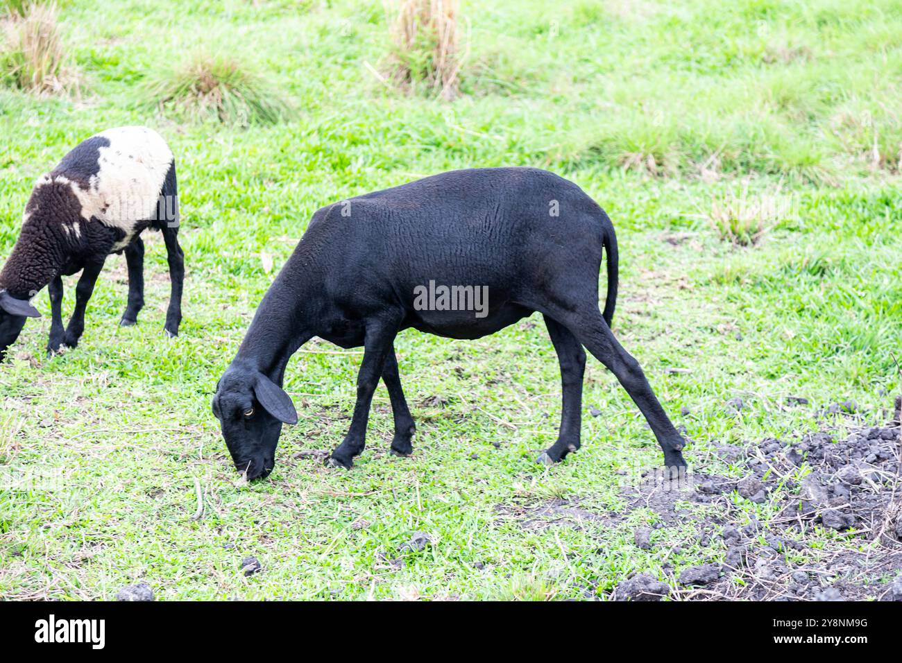 Black sheep dirty hair hi-res stock photography and images - Alamy