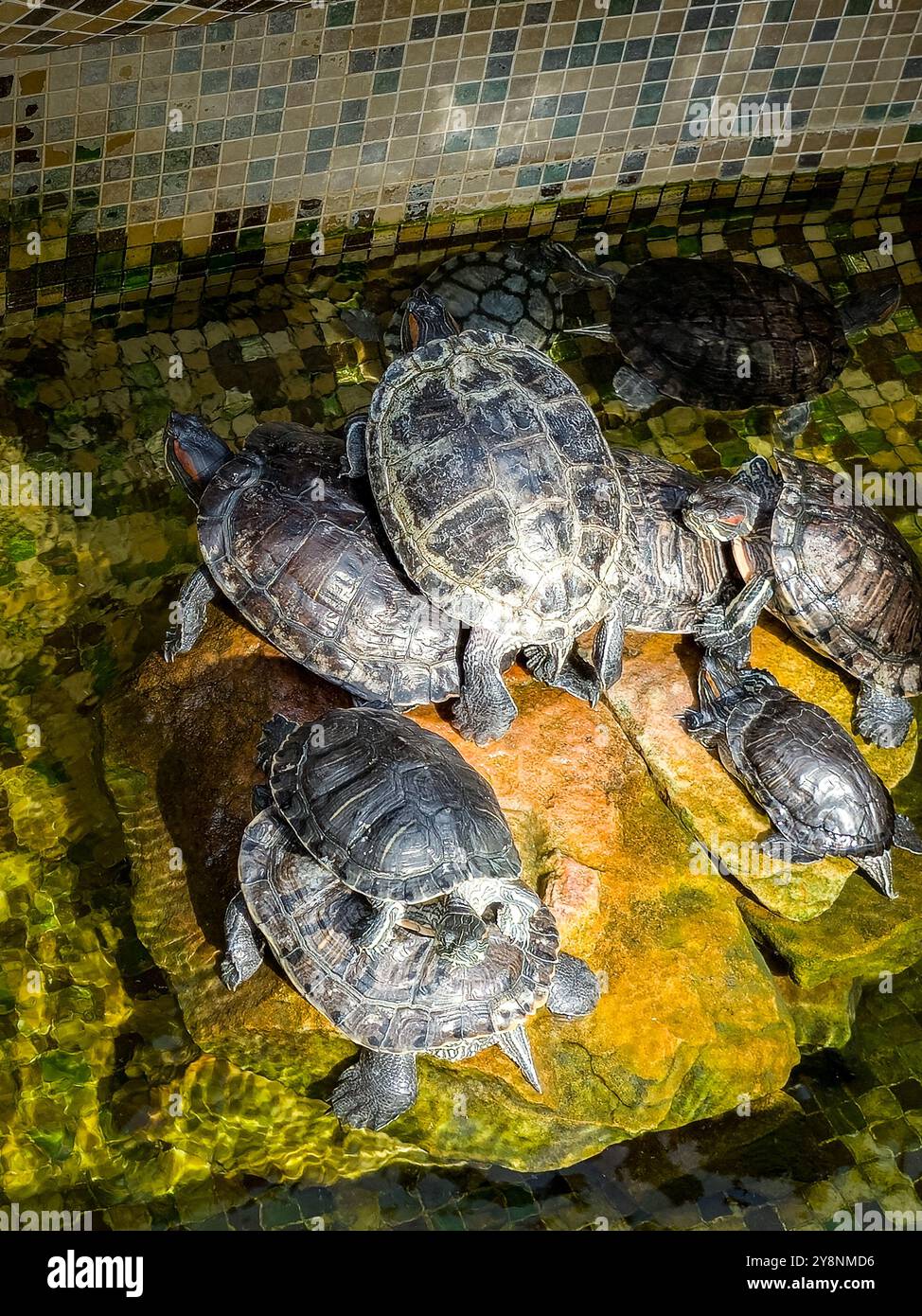 group red ear slider turtles Stock Photo - Alamy