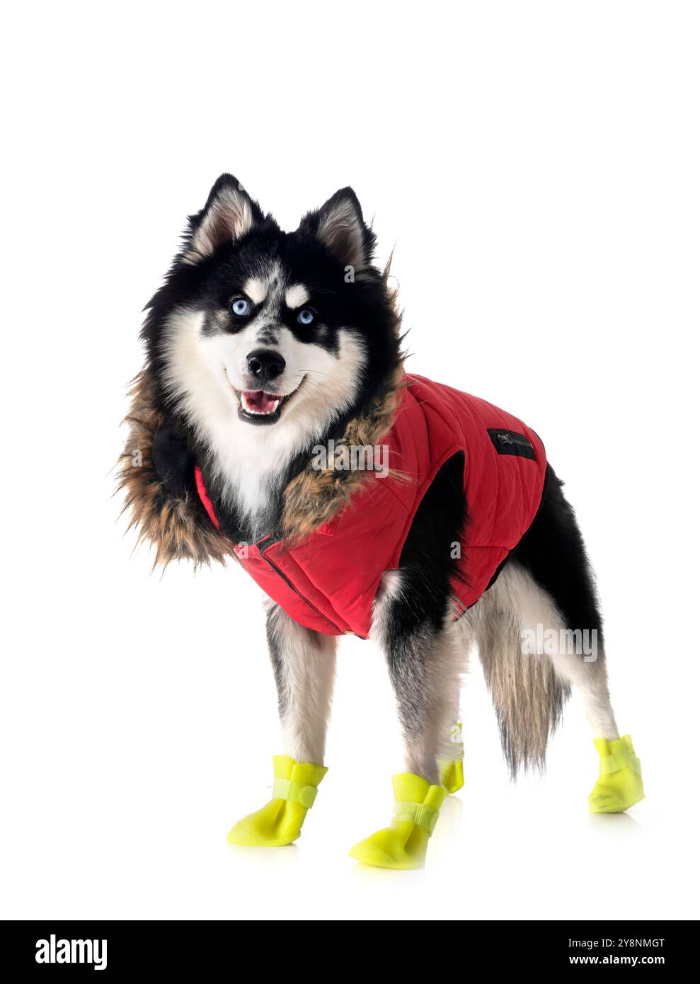 picture of a pomsky in front of white background Stock Photo - Alamy