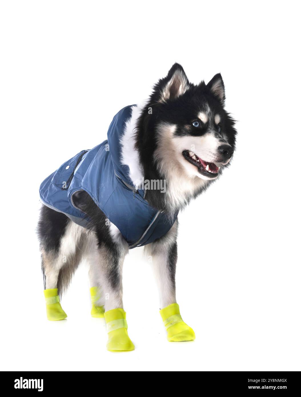 picture of a pomsky in front of white background Stock Photo - Alamy