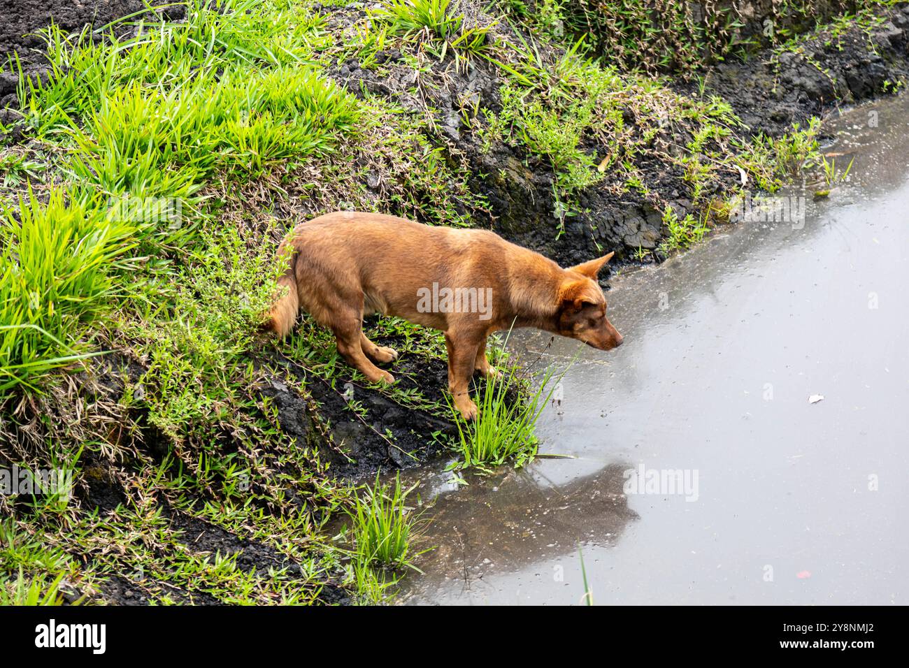 Vira lata caramelo hi-res stock photography and images - Alamy