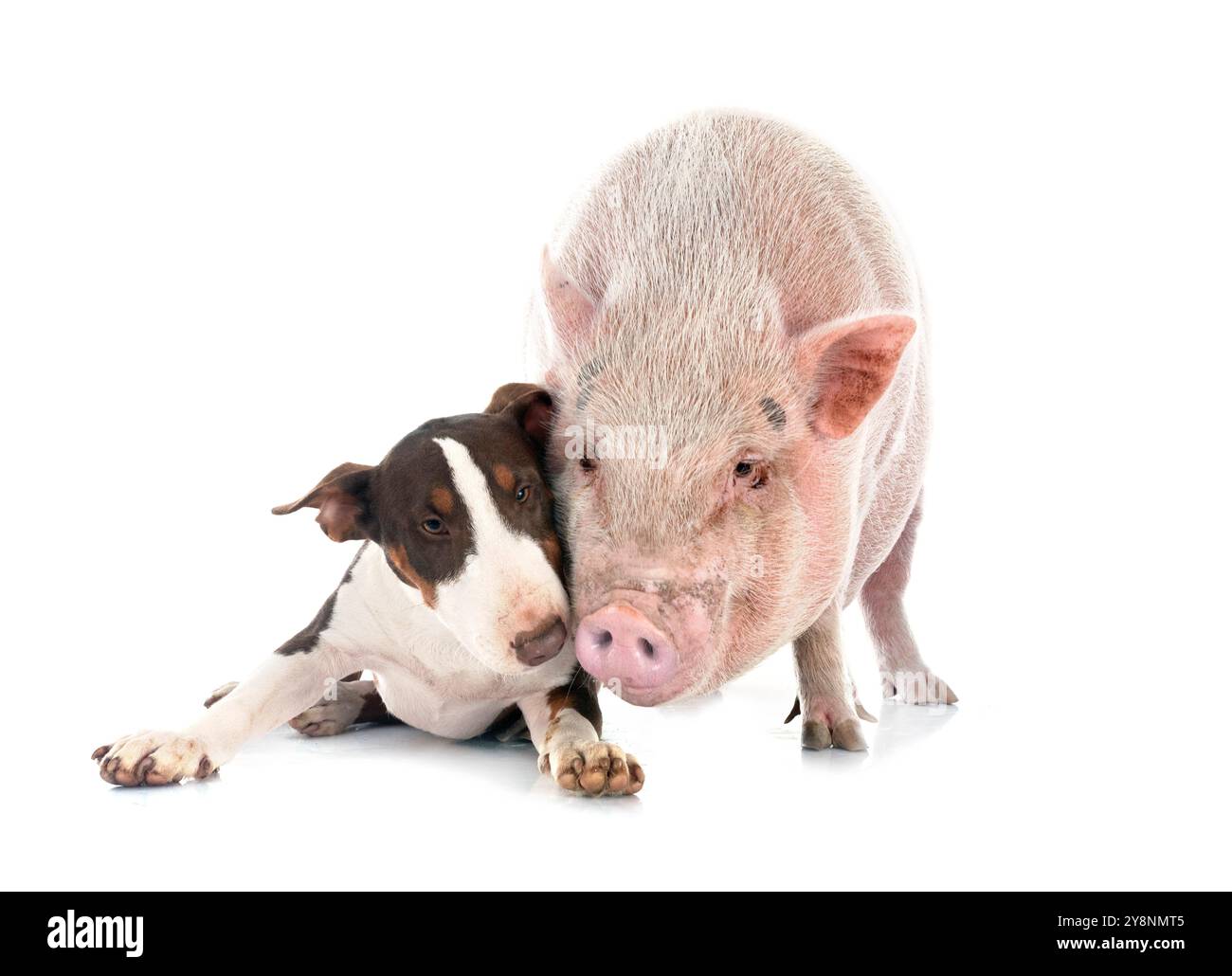 pink miniature pig and dog in front of white background Stock Photo - Alamy