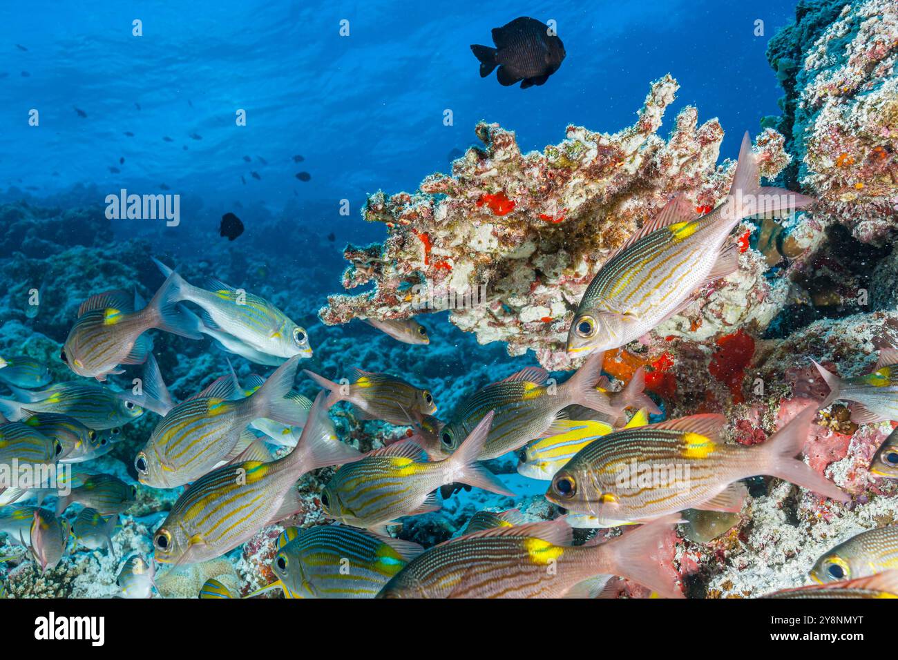 Maldives, Bigeye Yellow Snapper (Lutjanus lutjanus Stock Photo - Alamy