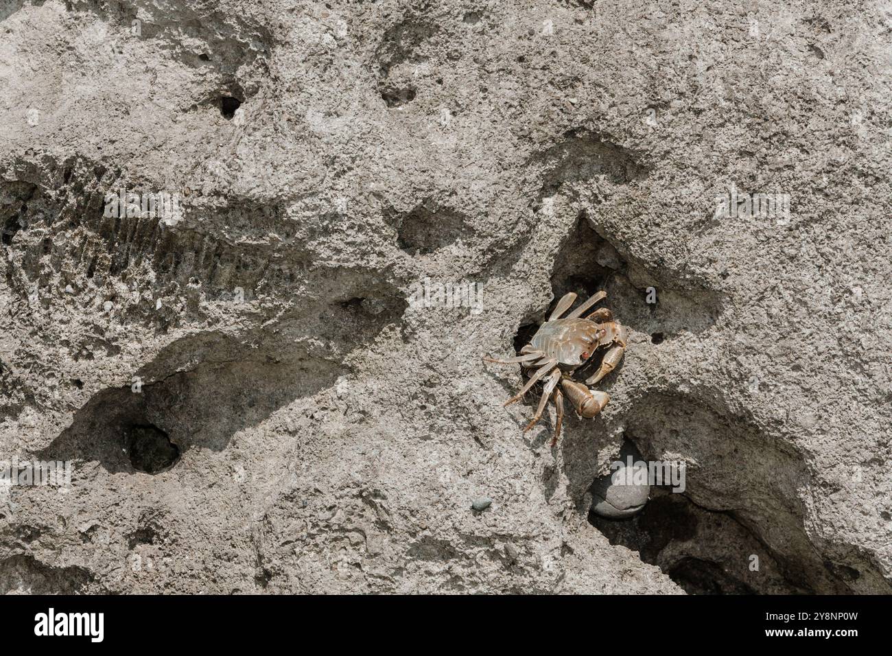 Geograpsus crinipes hi-res stock photography and images - Alamy