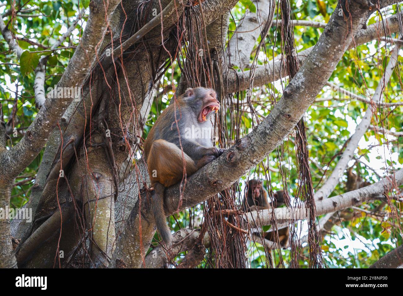 Aggressive angry monkey screams sitting on a tree in the forest in ...