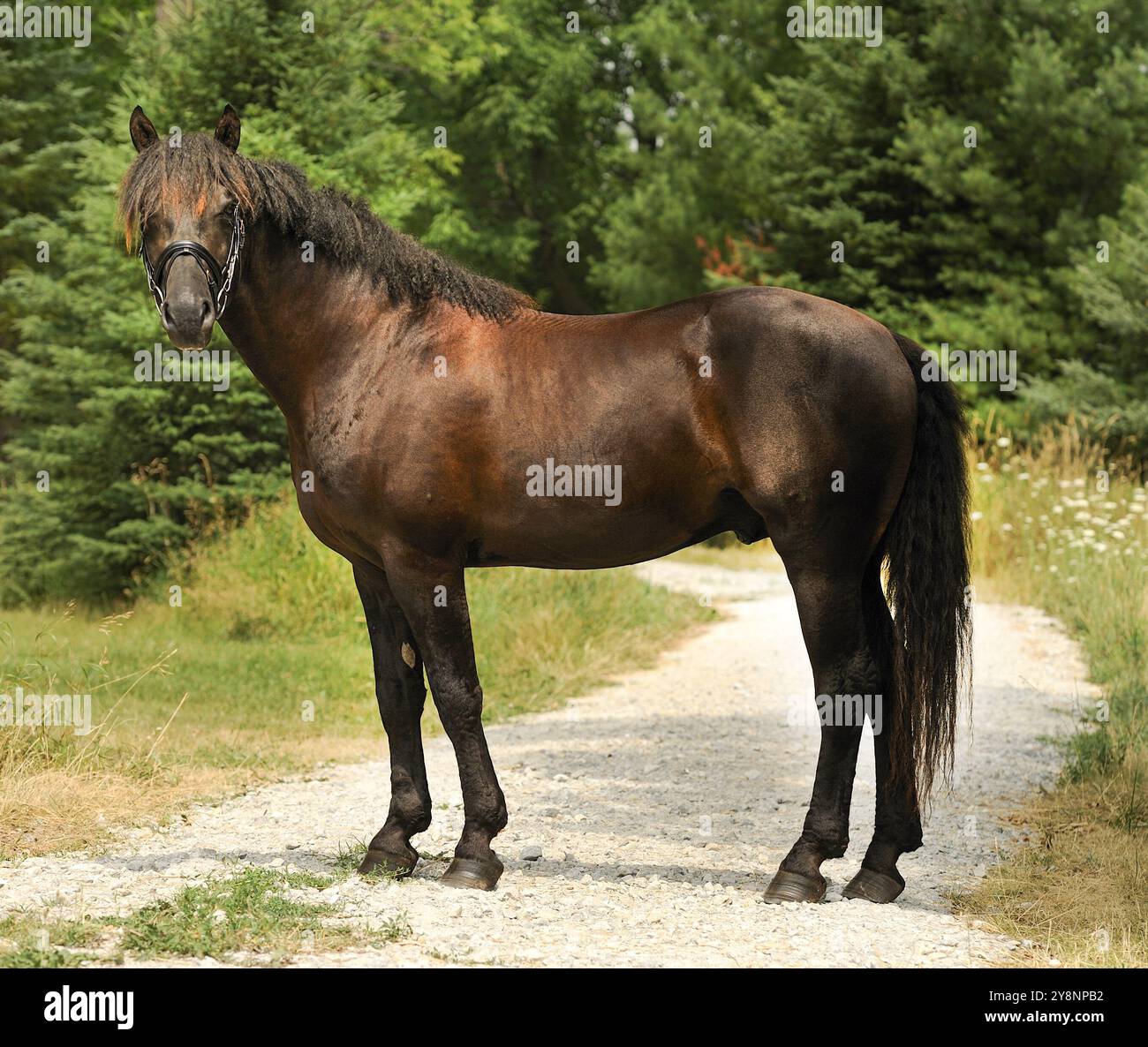 Non hypoallergenic horse breed hi-res stock photography and images - Alamy