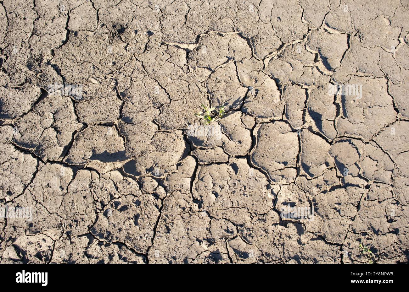 Background of dry cracked earth, parched earth, texture of earth dirt ...